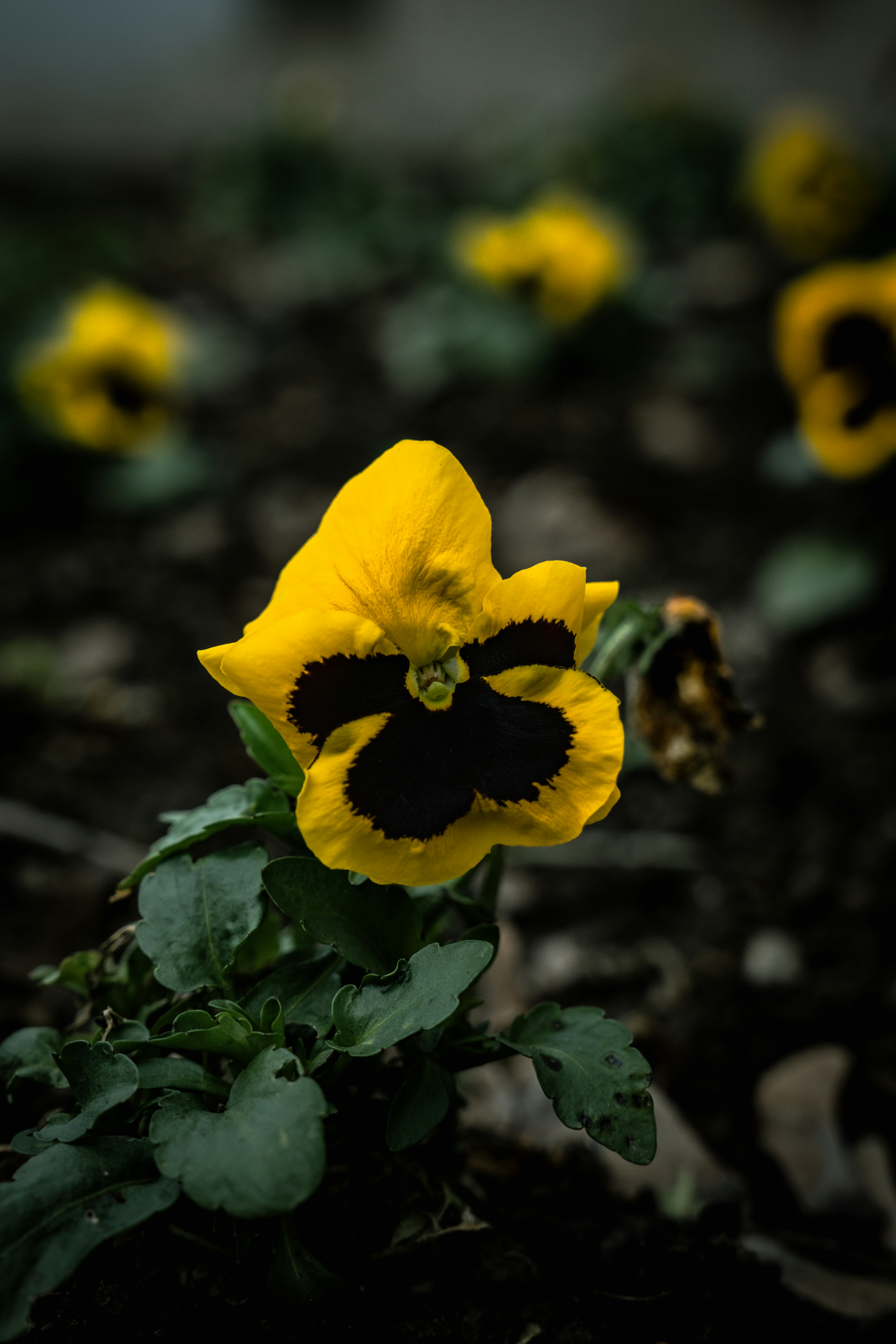 Photo by Corbin Miller with Sony Alpha 7 IV