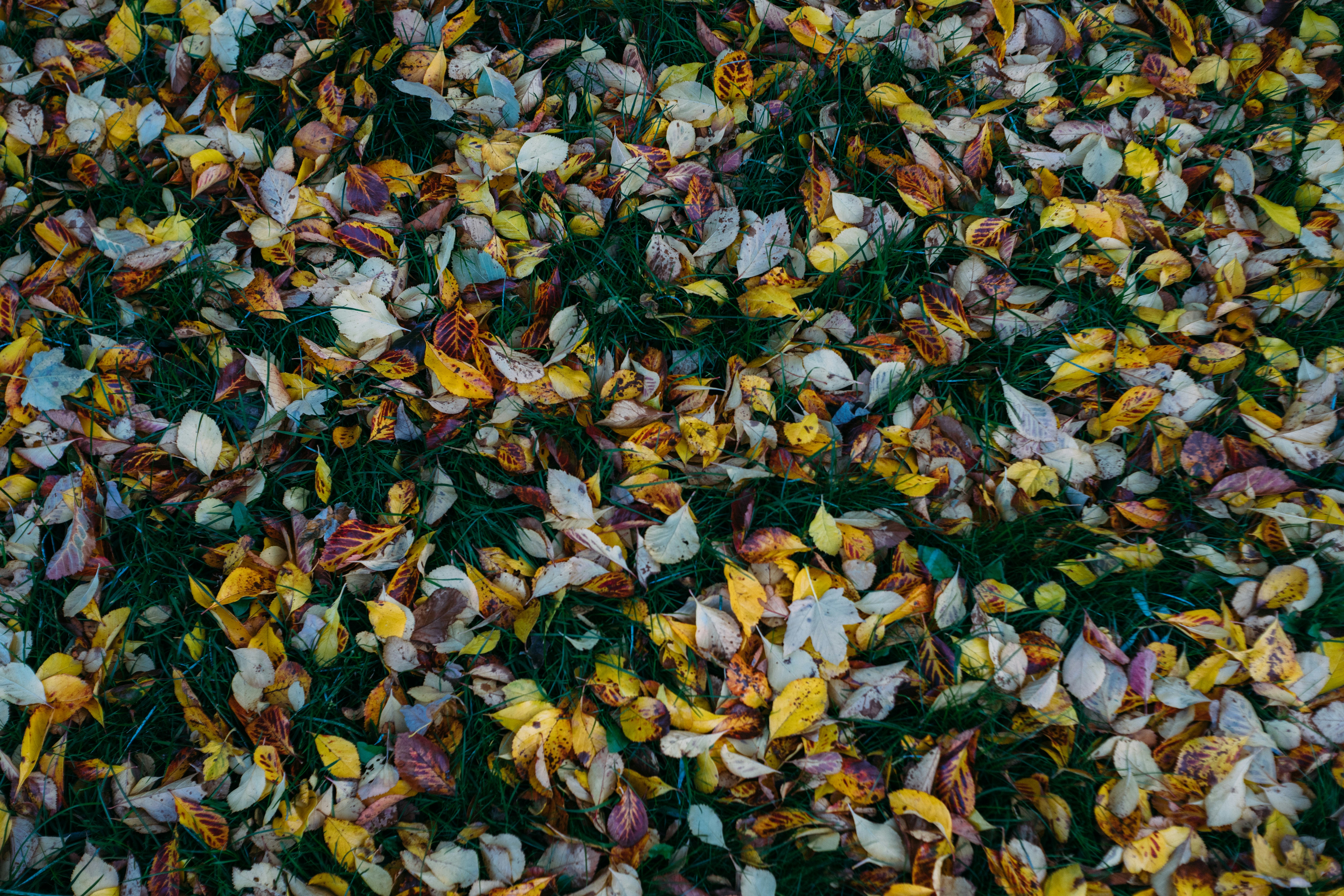 Leaf Mosaic under Dappled Light: A Top-Down Autumn Carpet