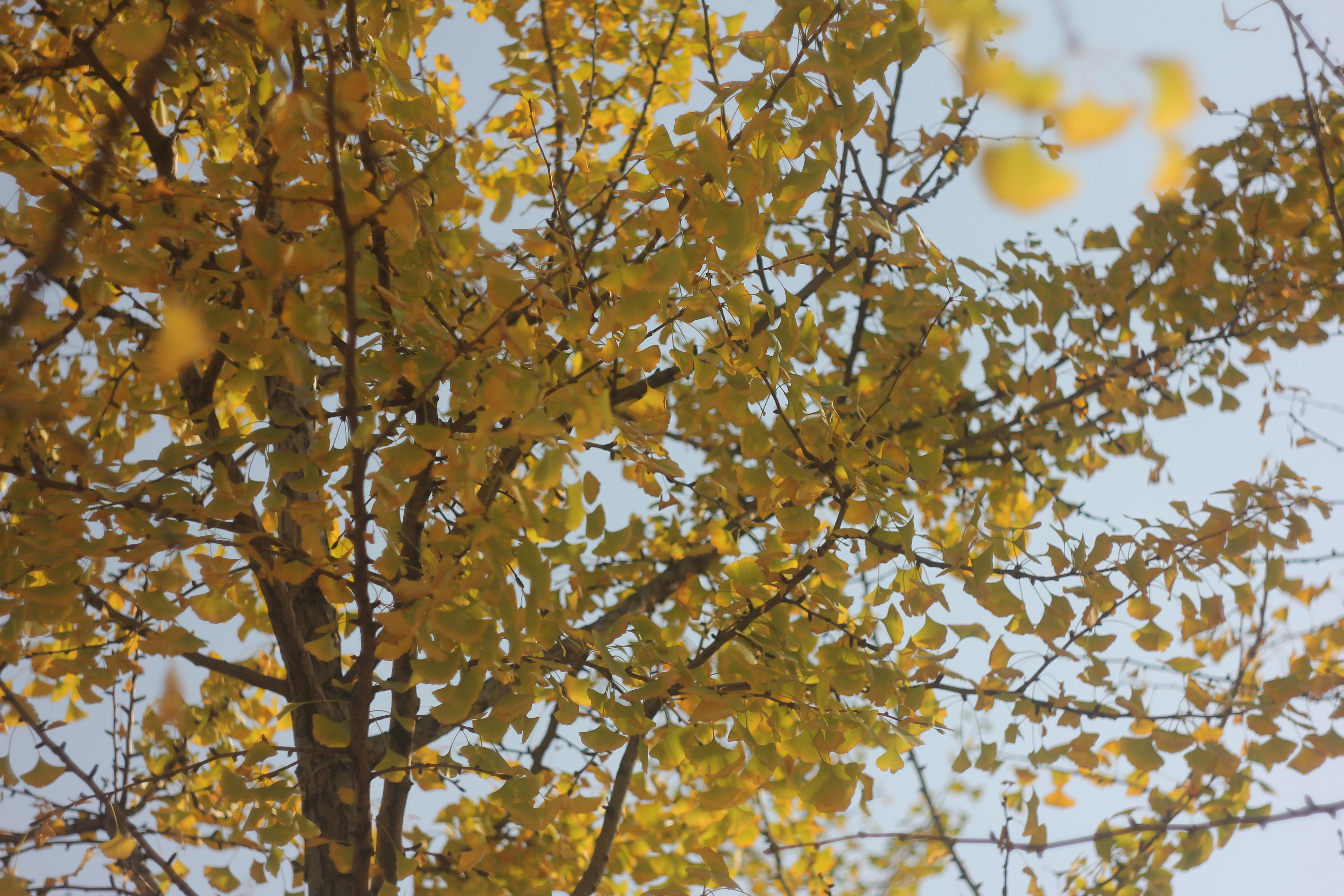 Vibrant yellow leaves of a tree fill the frame, creating a warm, inviting atmosphere under a clear blue sky.