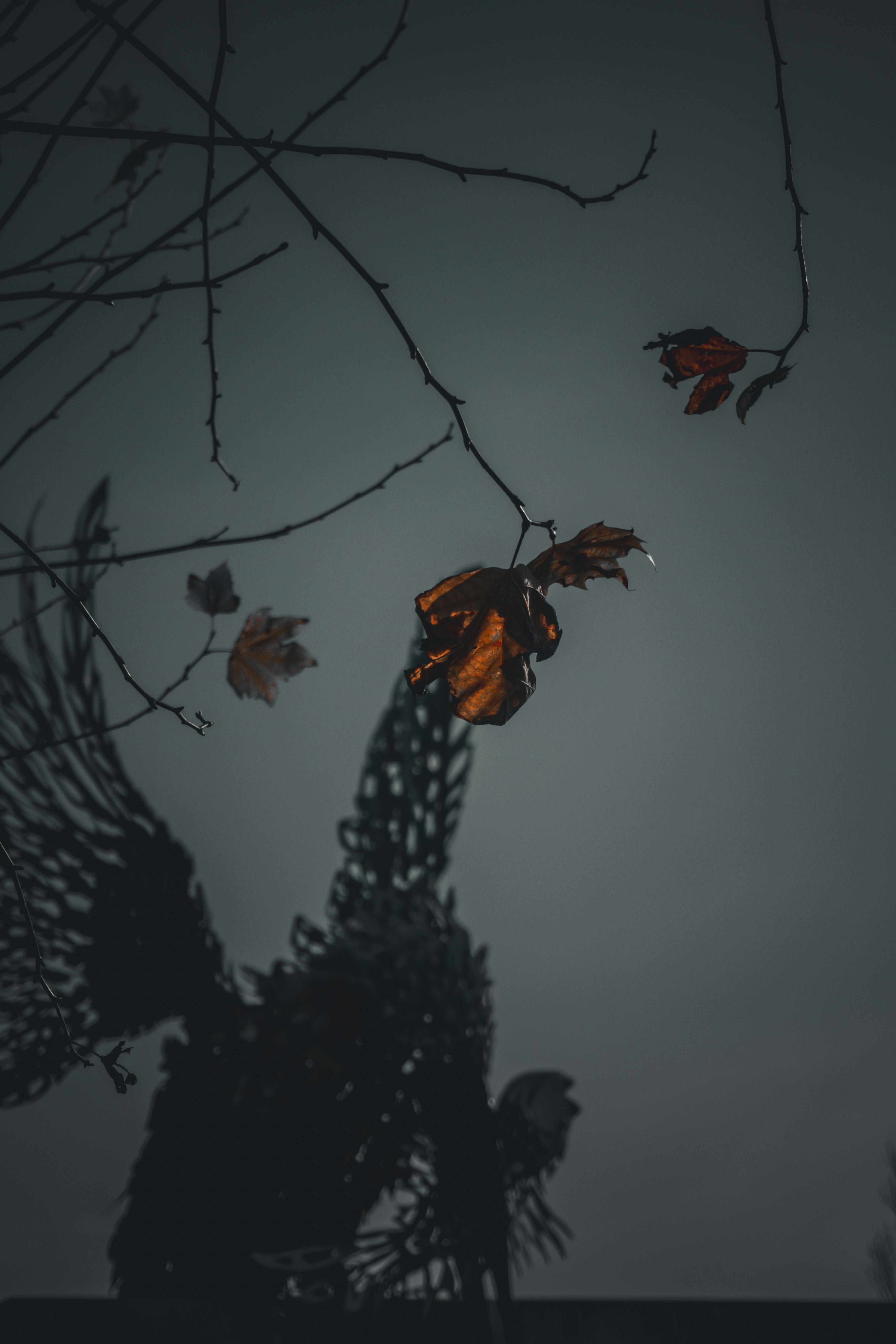Ember Leaf in a Blue Hour Tangle