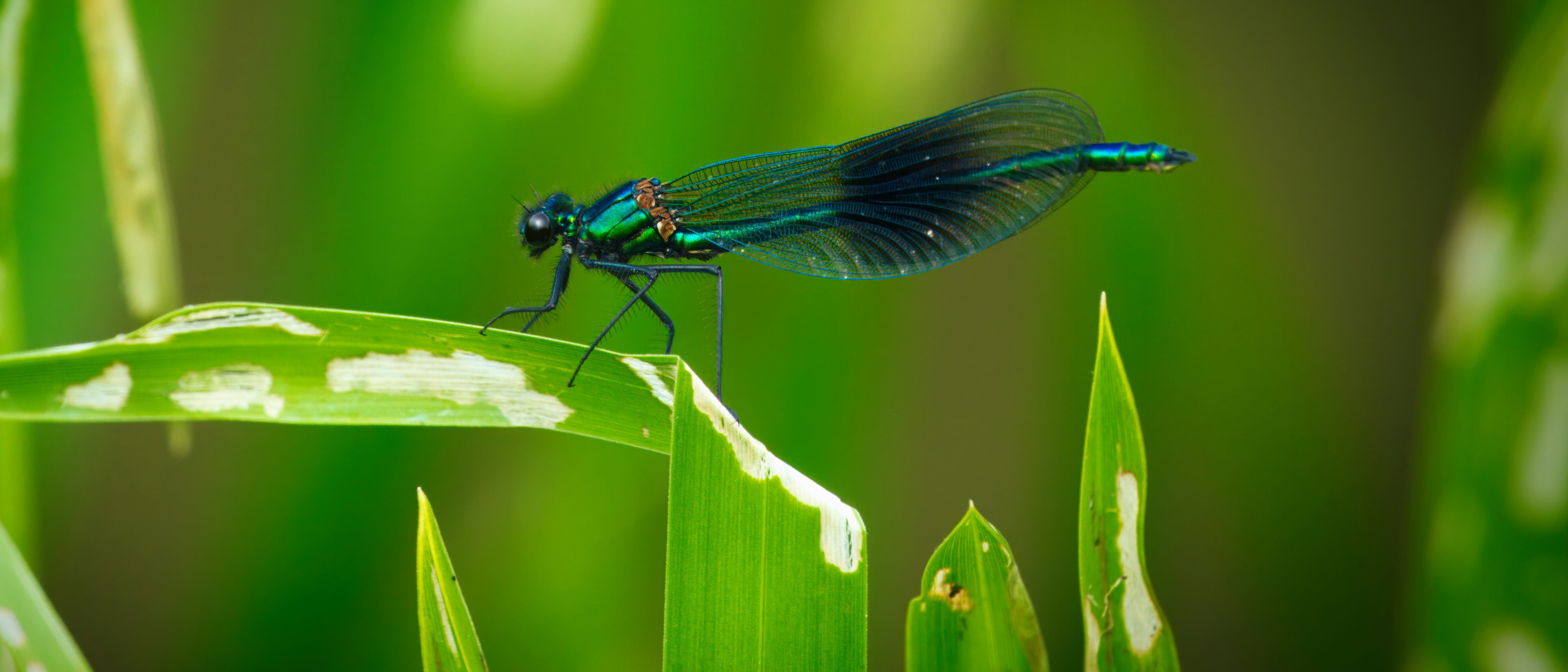 emerald green dragonfly in profile.