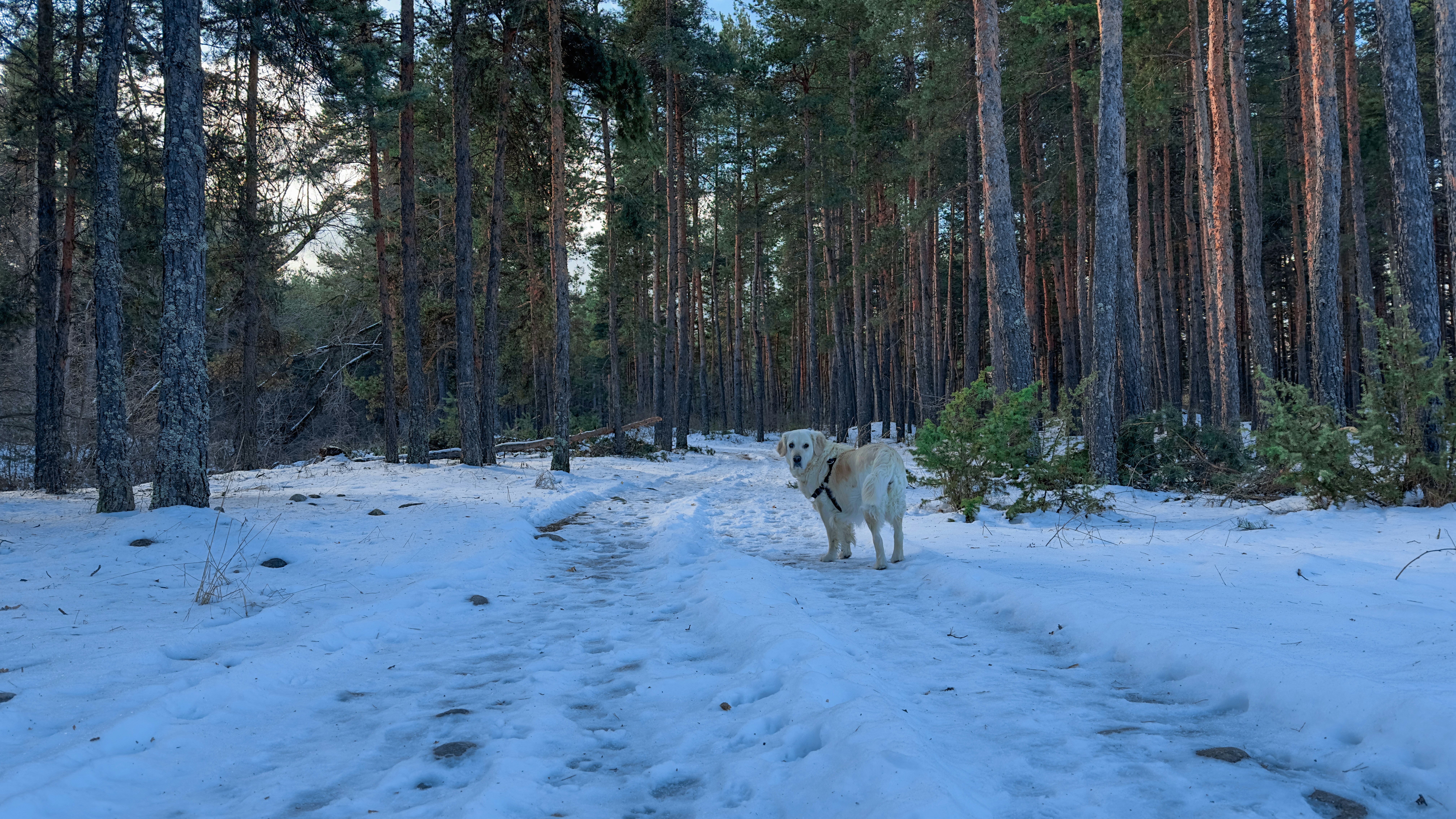 Snowbound Trail: White Wanderer Among Pine Sentinels