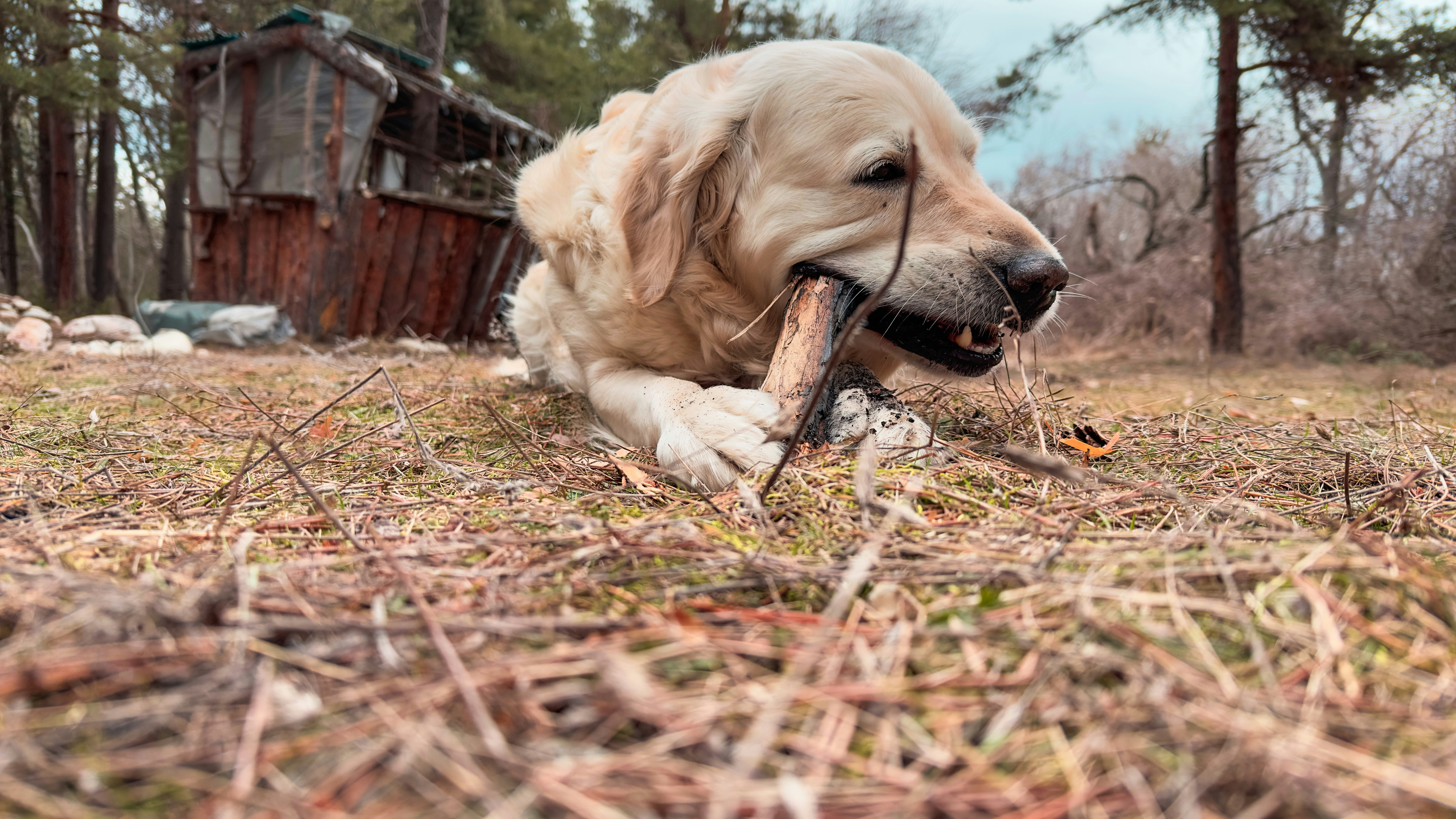 Foxtail Field: Golden Retriever Pup Chews a Stick Amid Autumn Pines
