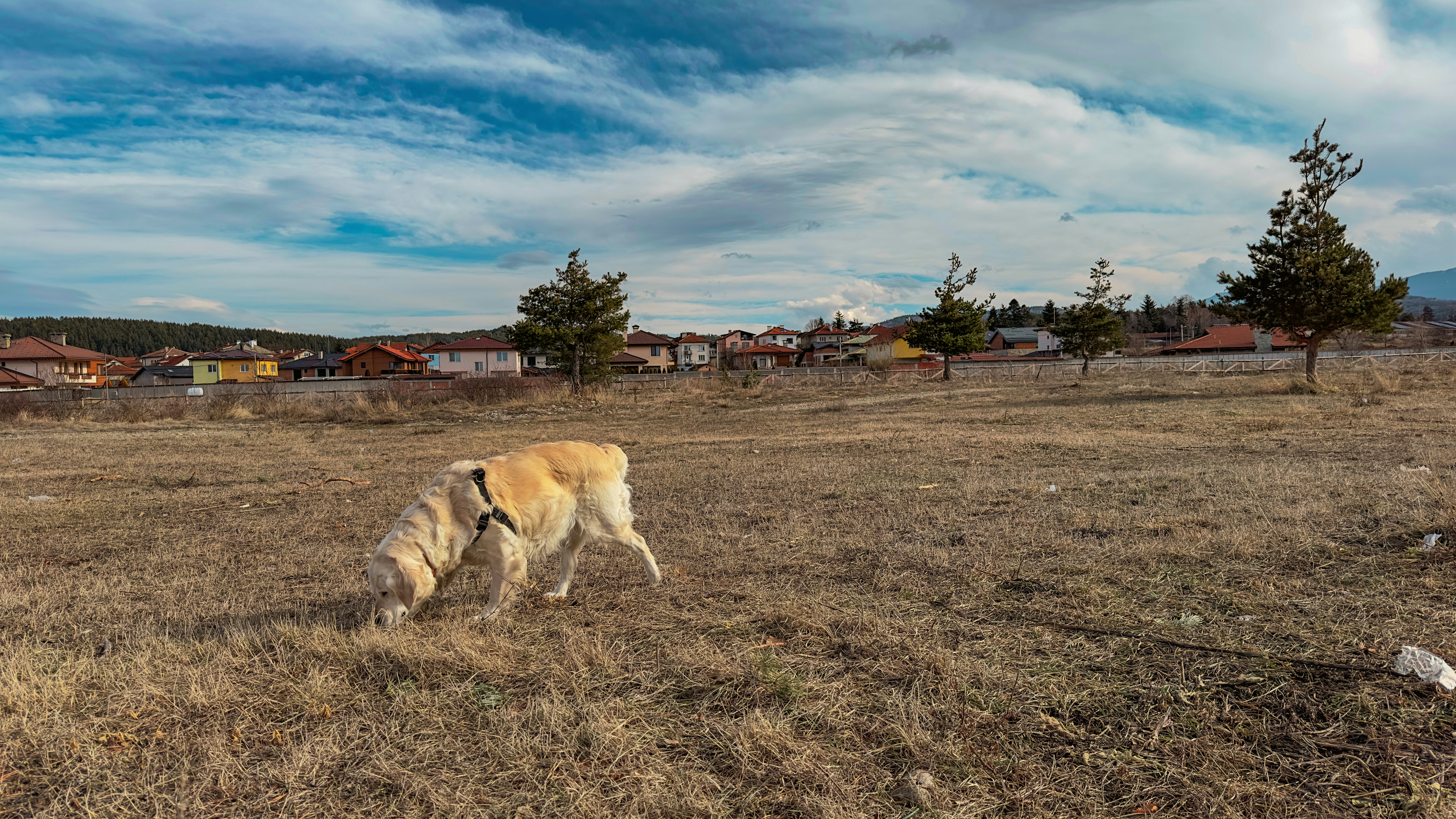 Scent Quest on the Open Field: A Light-Coated Dog at the Suburban Edge