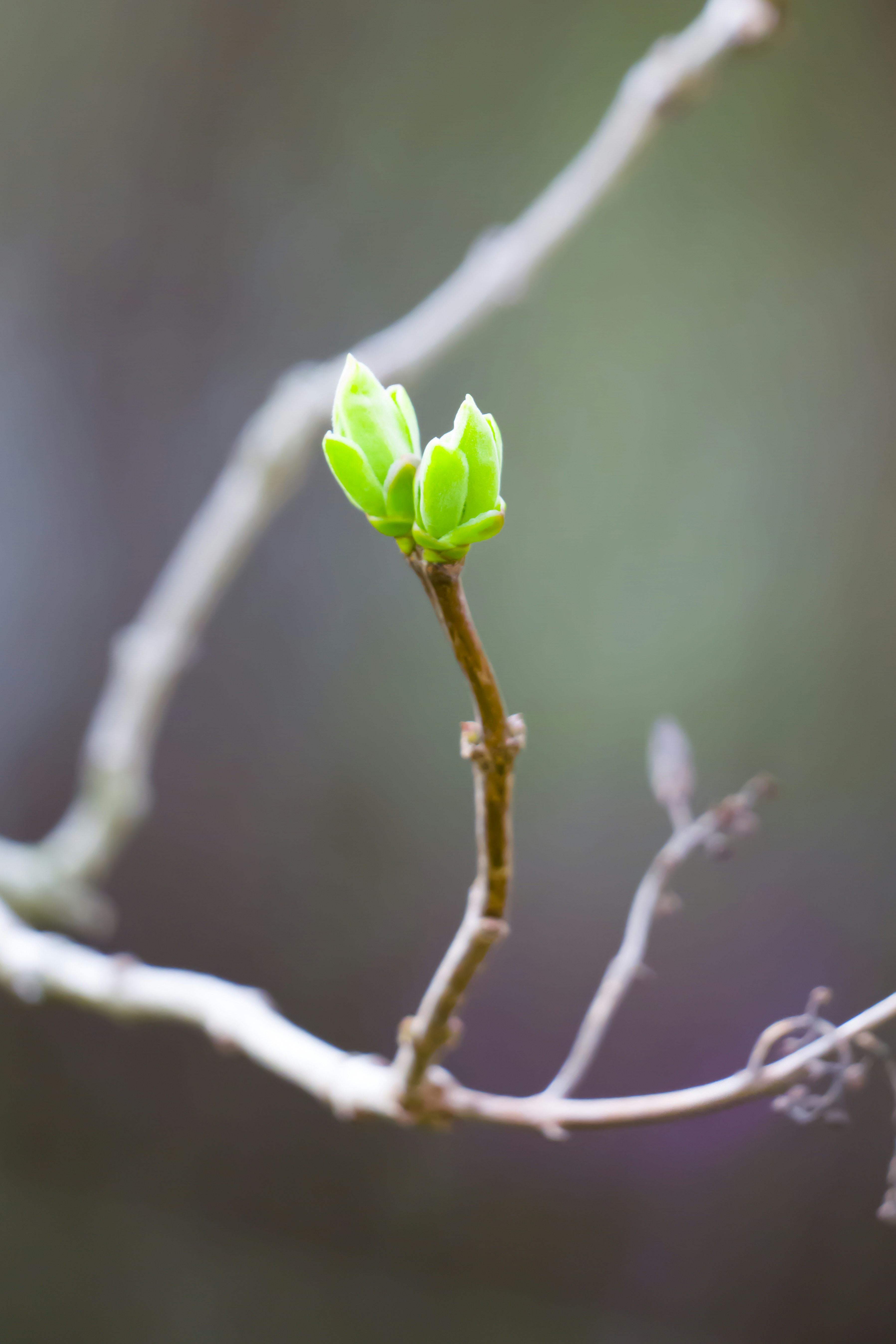 Shoots of Lilac - Syringa | a small branch with two green leaves on it