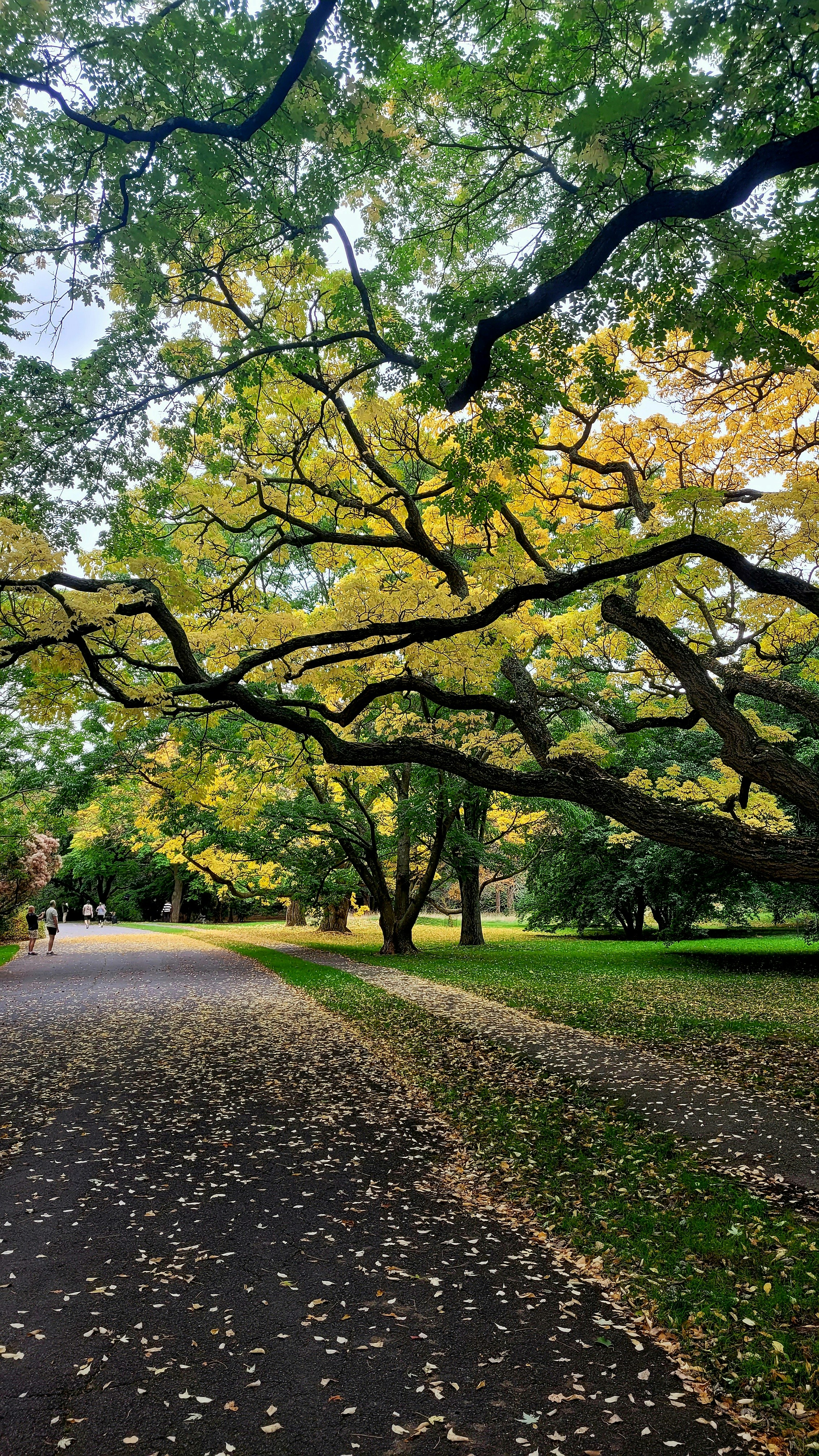 A tree lined road in the middle of a park photo – Free Tree Image on ...