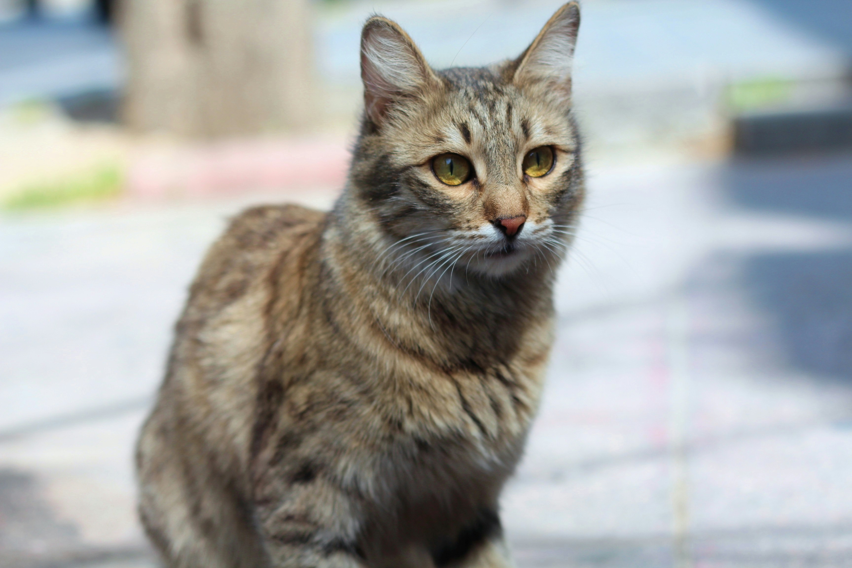 A cat showing its beautiful yellow wide eyes and soft fur on the streets of Baku Azerbaijan.