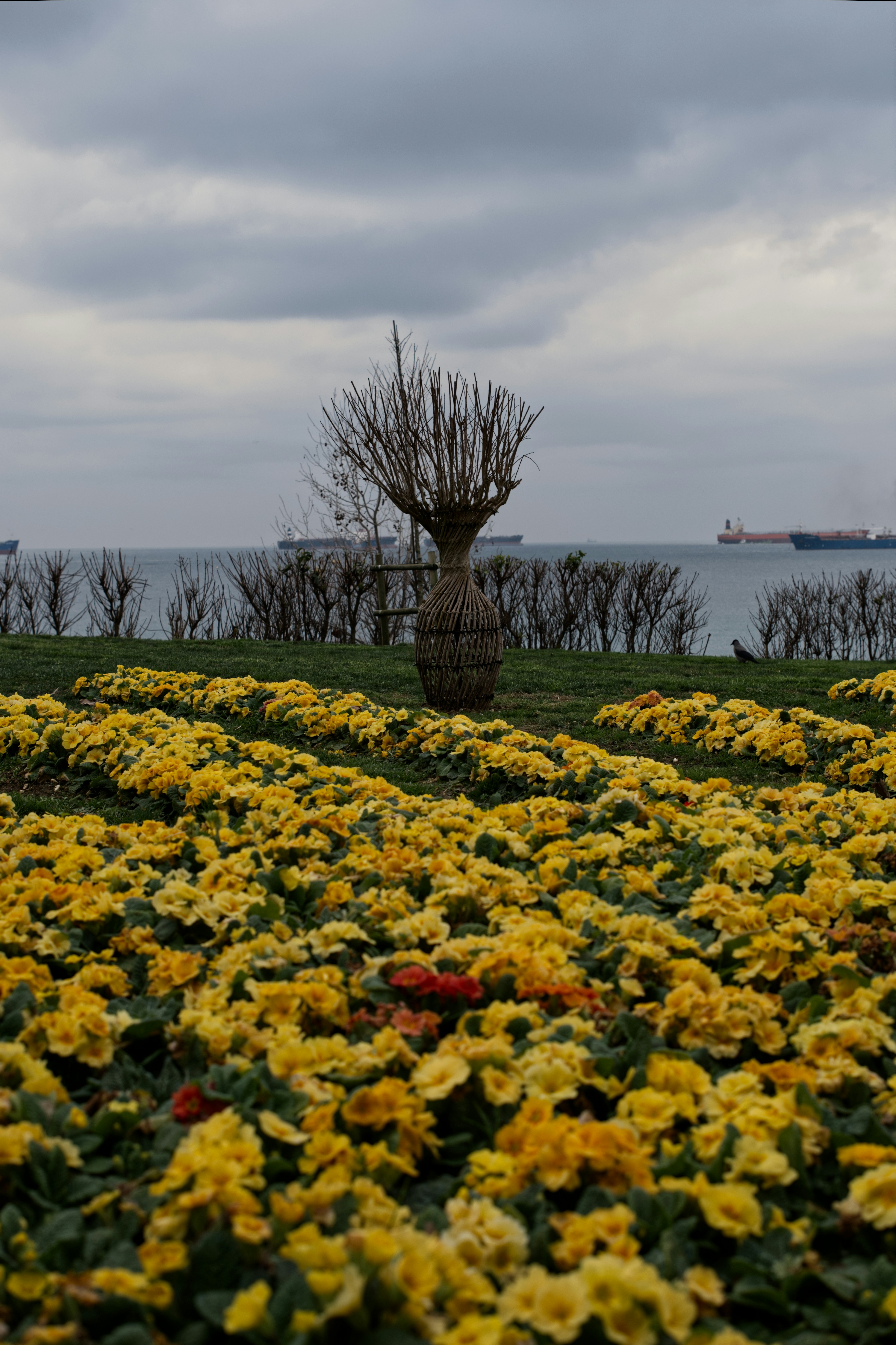 Wicker Vase-Topiary Standing Over a Sea of Yellow Blooms
