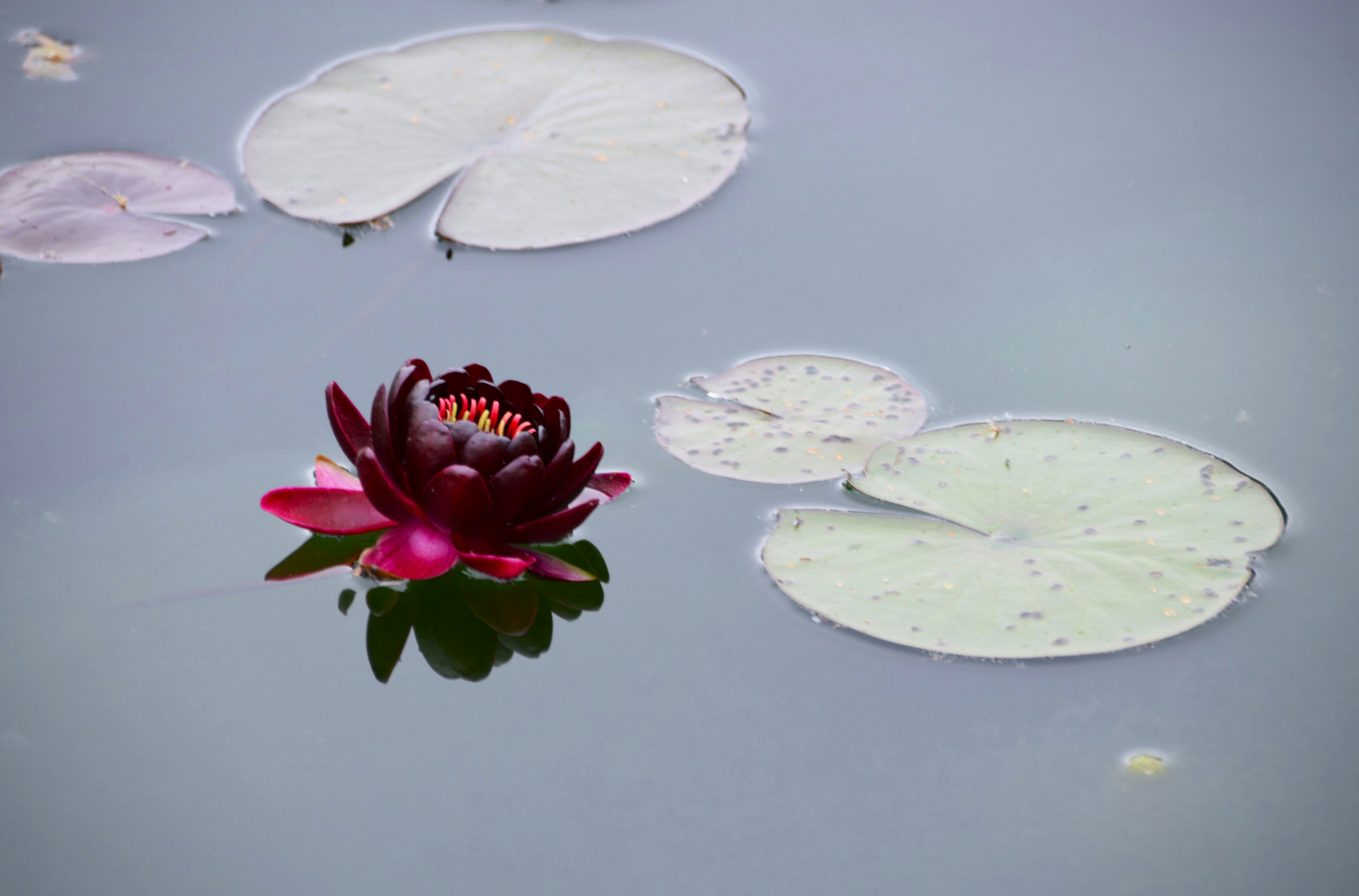 A red flower floating on top of a body of water photo – Free Hd flower ...
