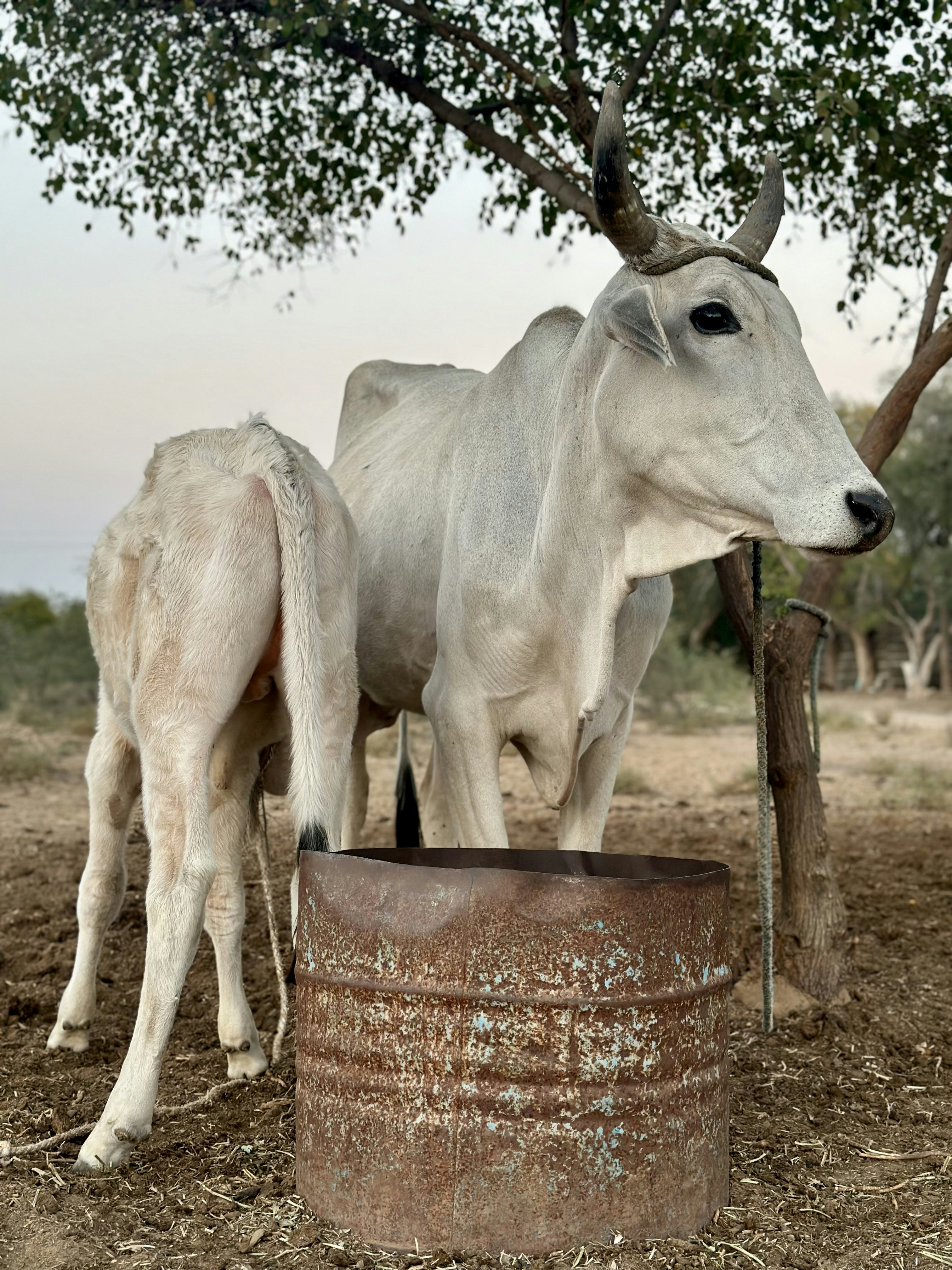 Two White Cattle by a Rusted Water Barrel in a Sunlit Clearing