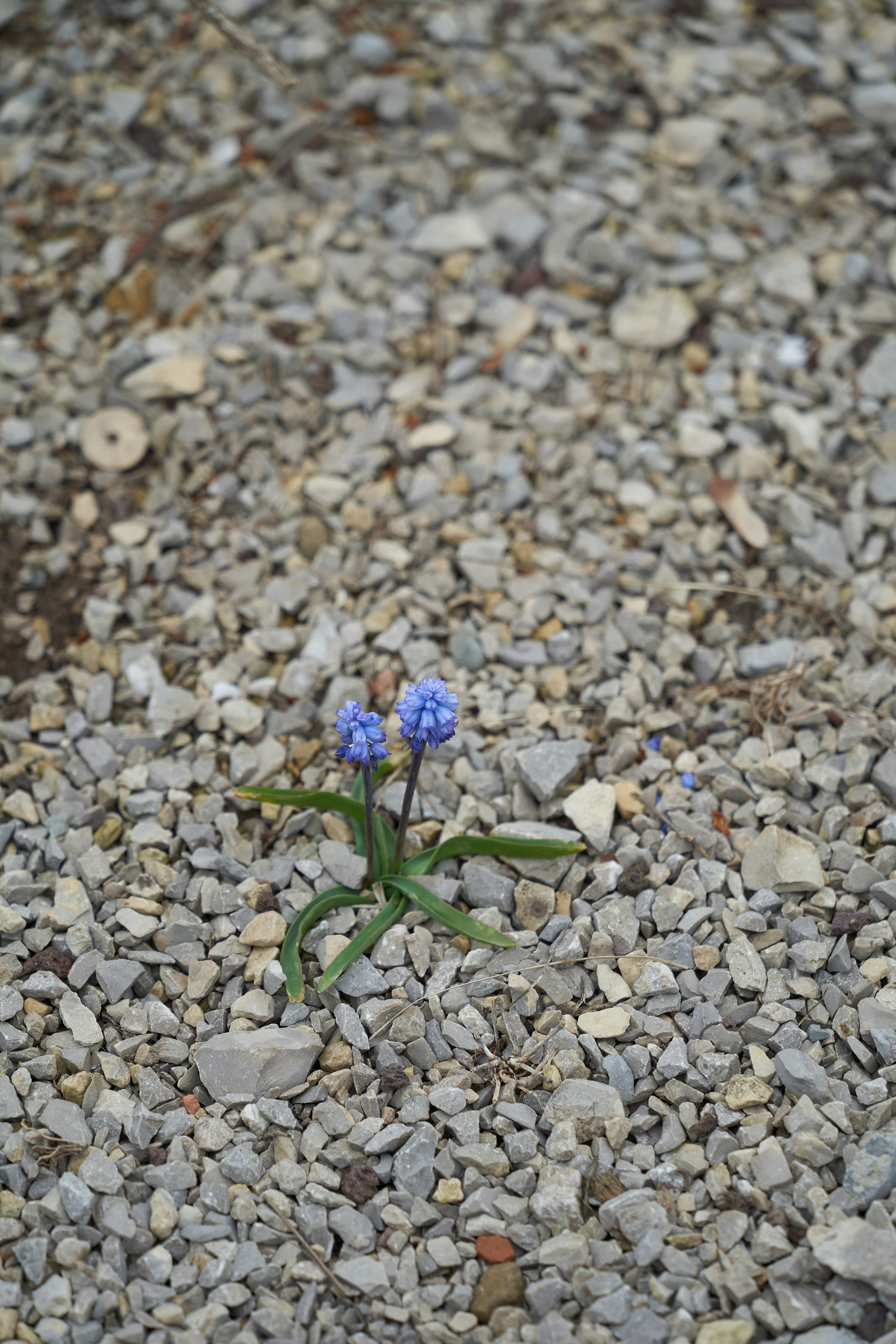 A small blue flower sitting on top of a pile of rocks photo – Free Grey ...