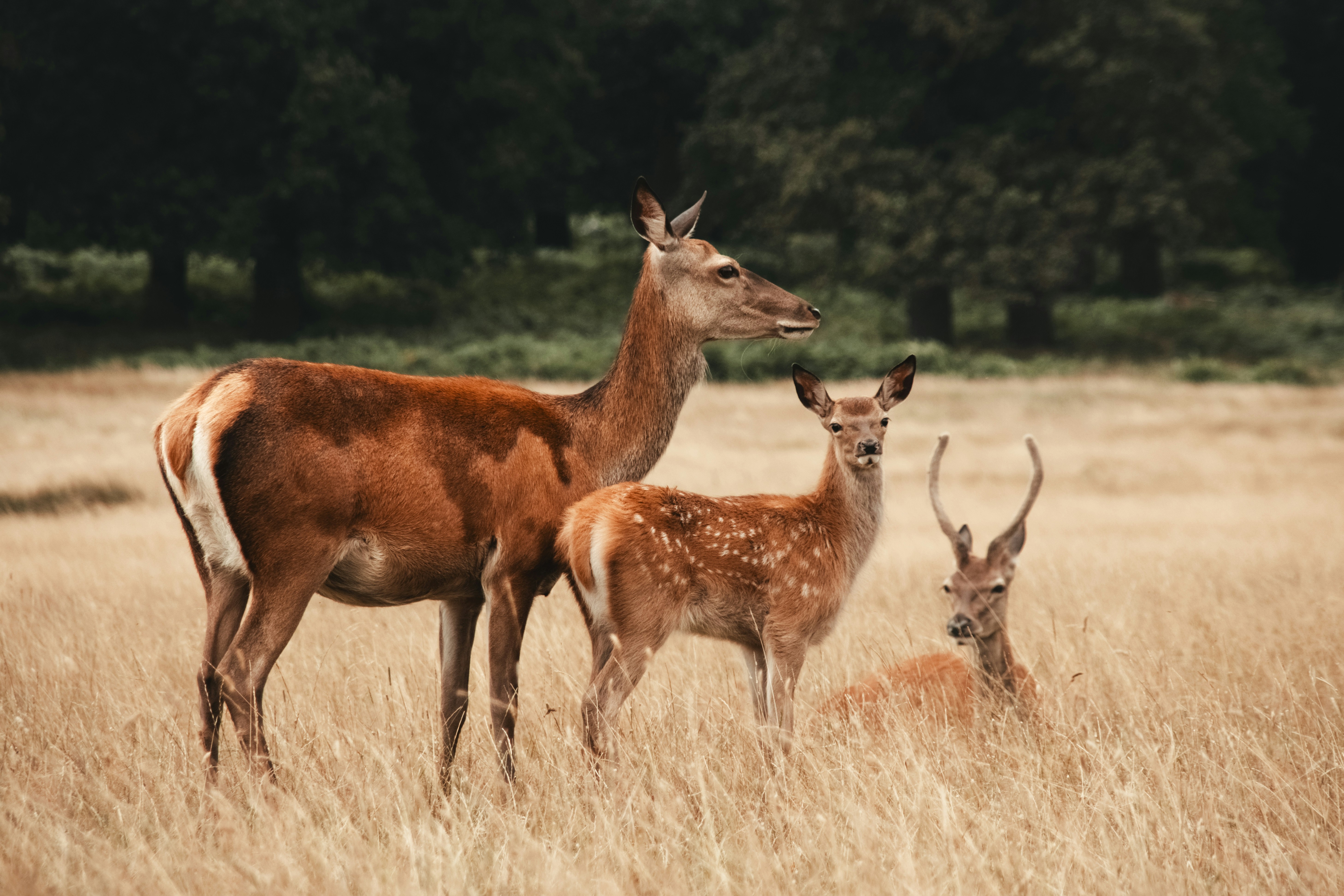 Three deer stand gracefully in a sunlit meadow, showcasing their natural beauty amidst tall grass.