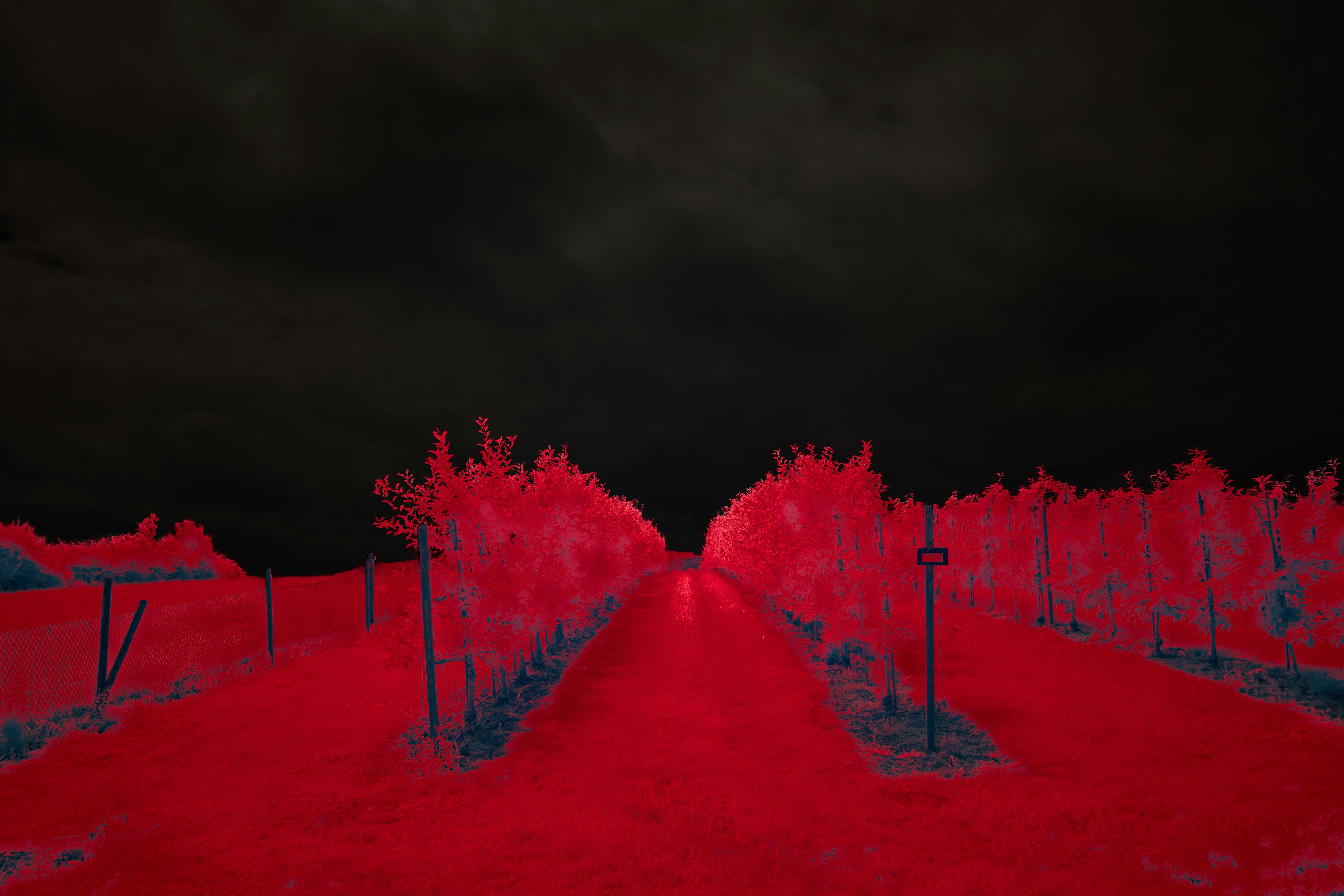A red and black photo of a path in the middle of a field photo – Free ...
