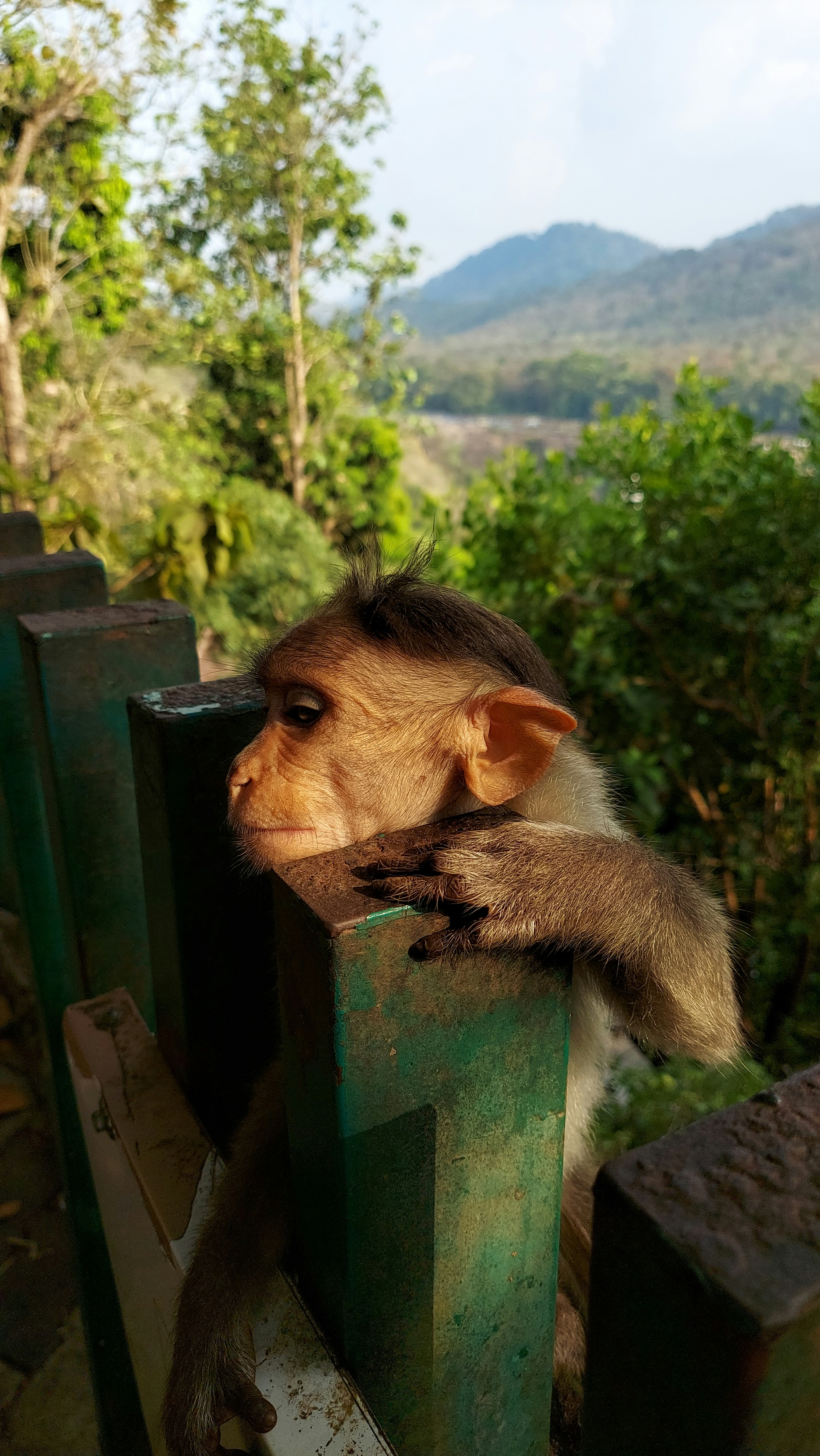 Curious Macaque Clings to Weathered Railings with Emerald Hills in View