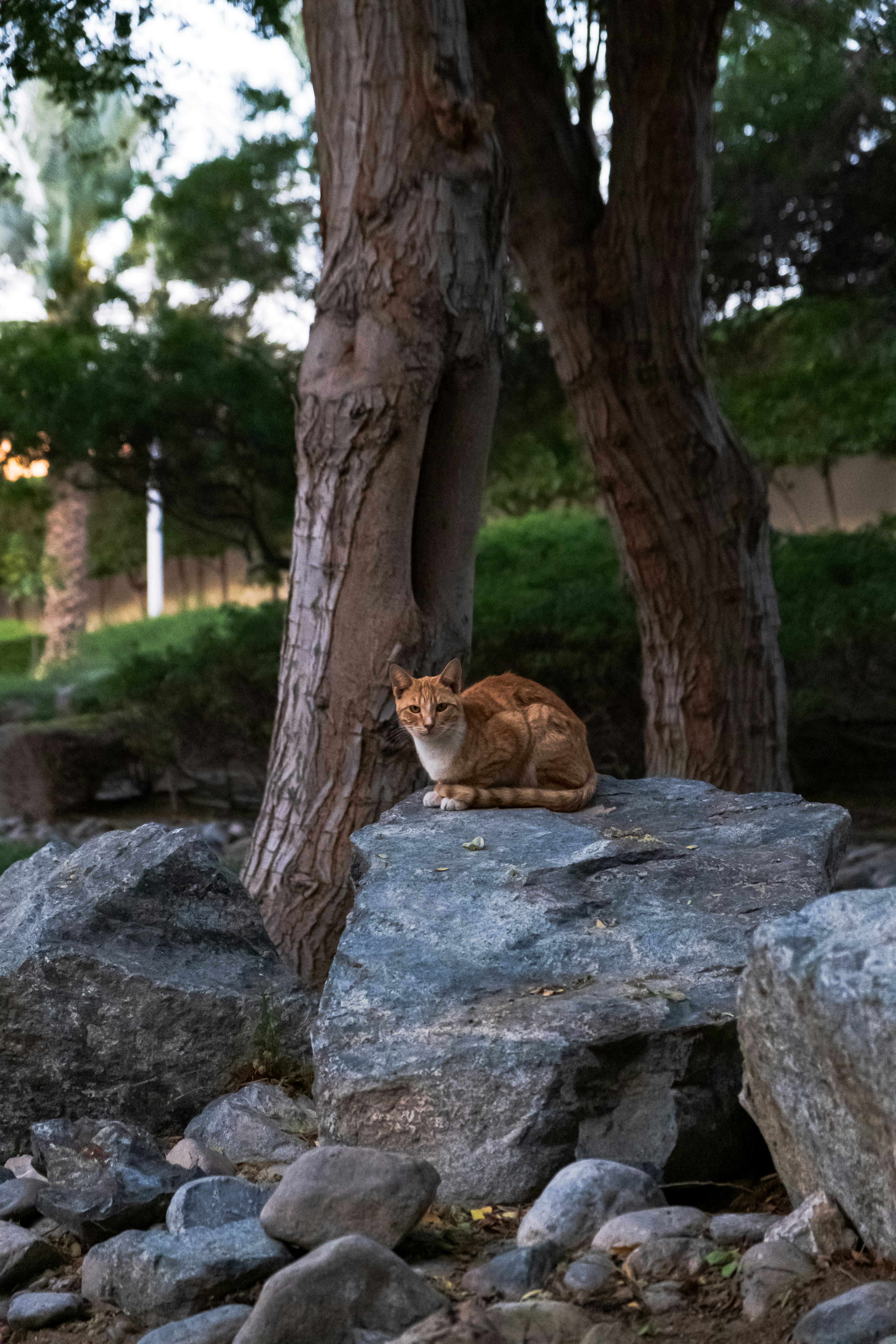 Amber Tabby on a Slate Rock: Quiet Garden Moment