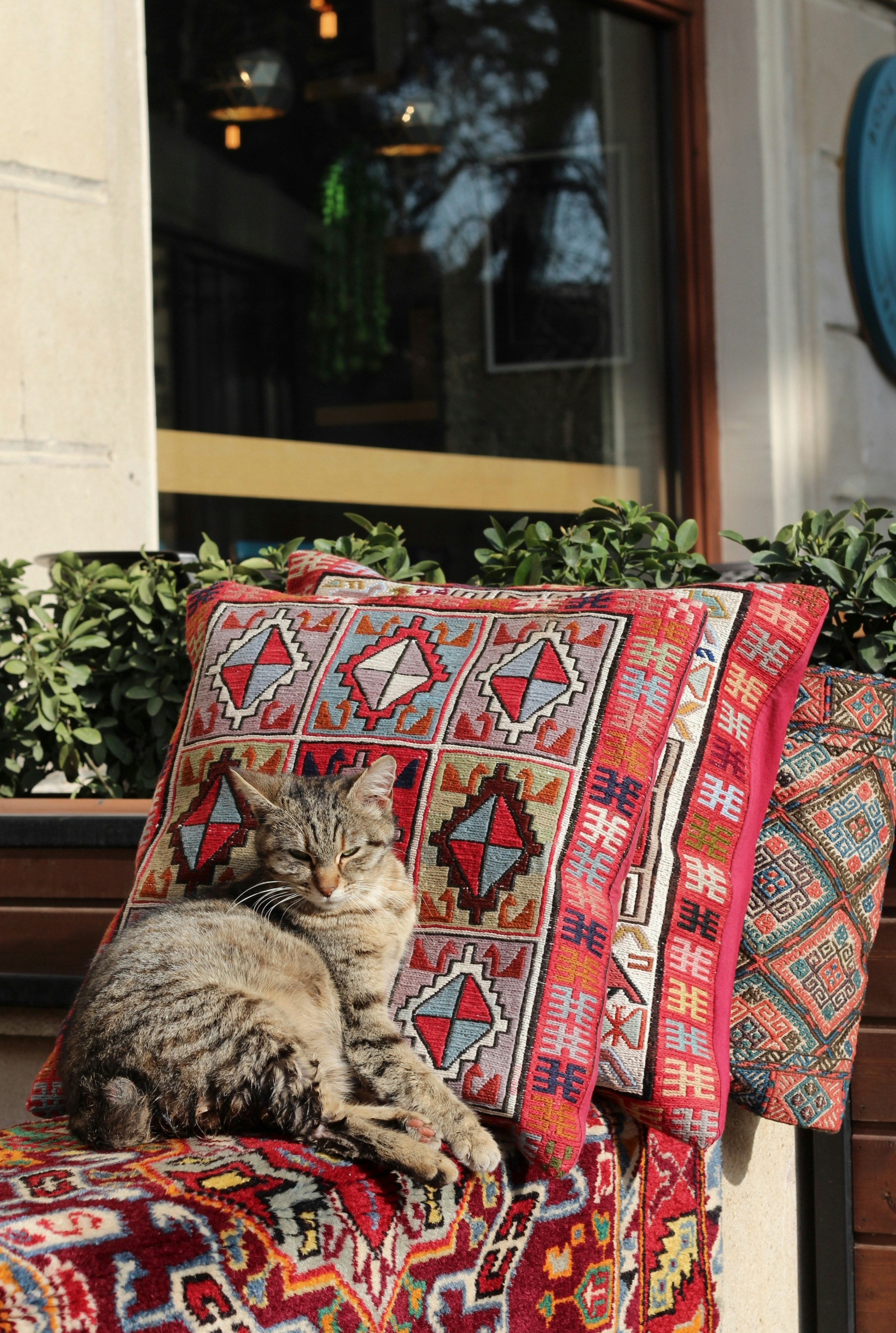 Sunlit Cat Dozing on Geometric Cushions by a Quiet Storefront