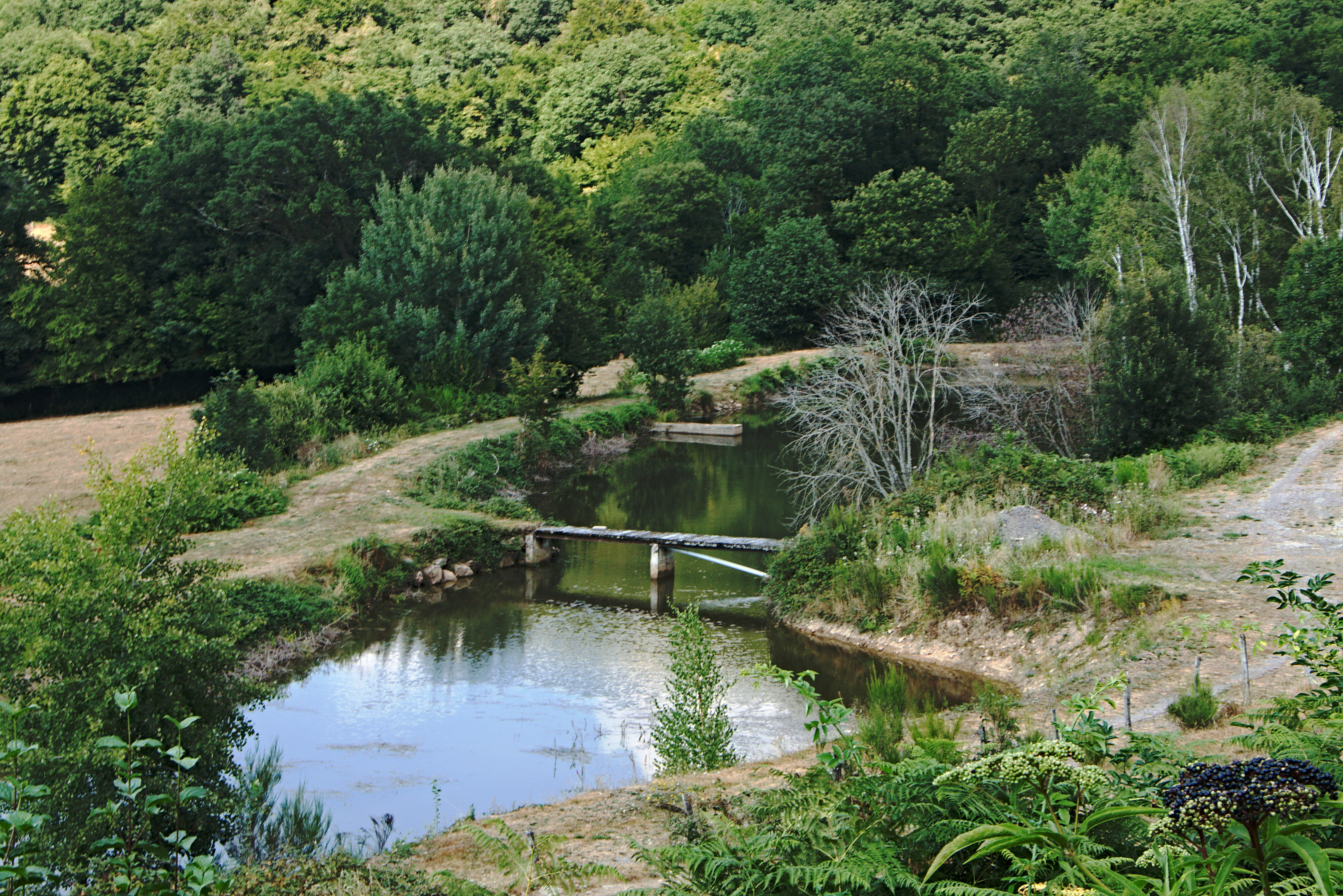 Serene pond with a footbridge surrounded by lush greenery and trees.