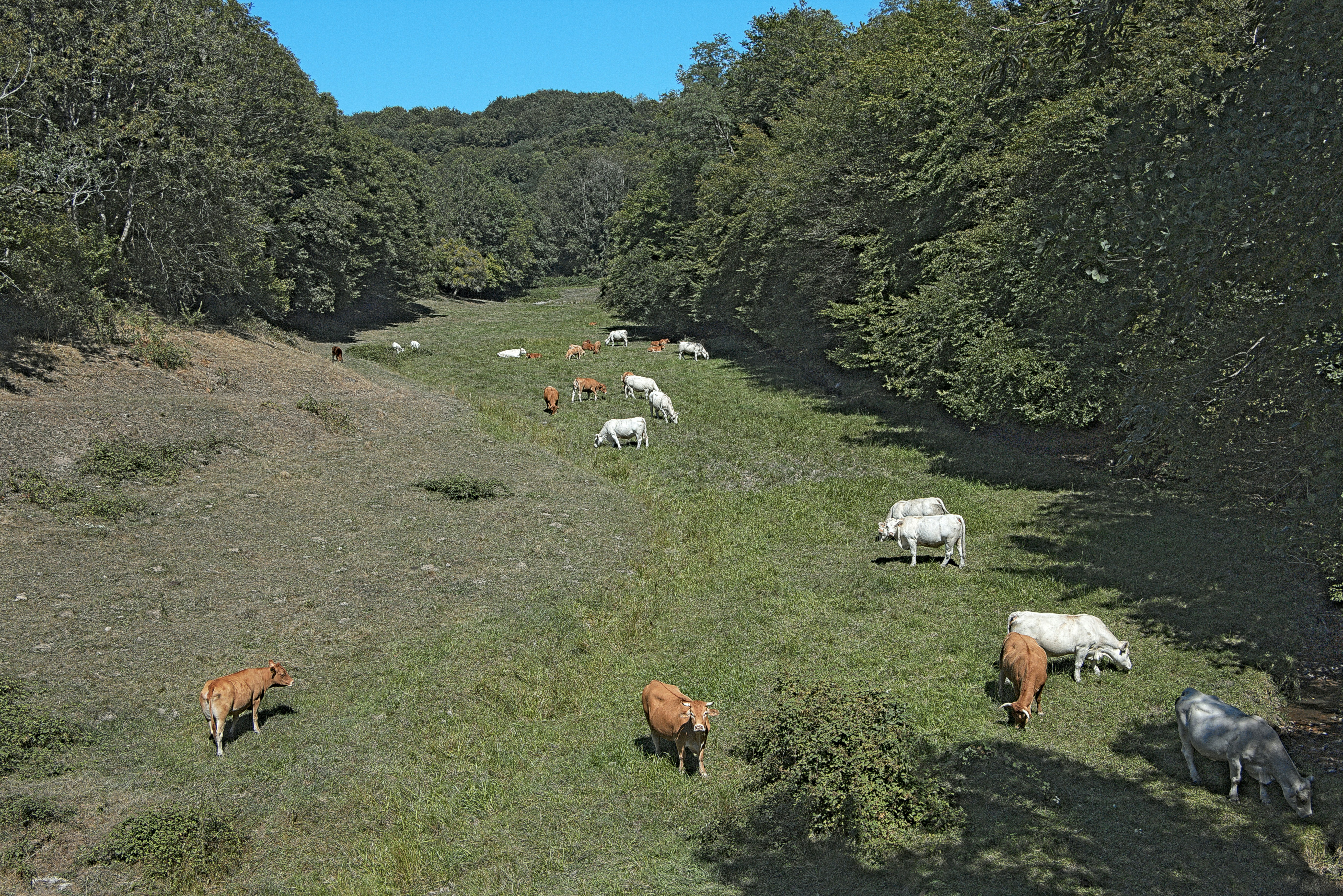 Sunlit Slope Herd: Cattle Grazing Through a Tree-Framed Valley