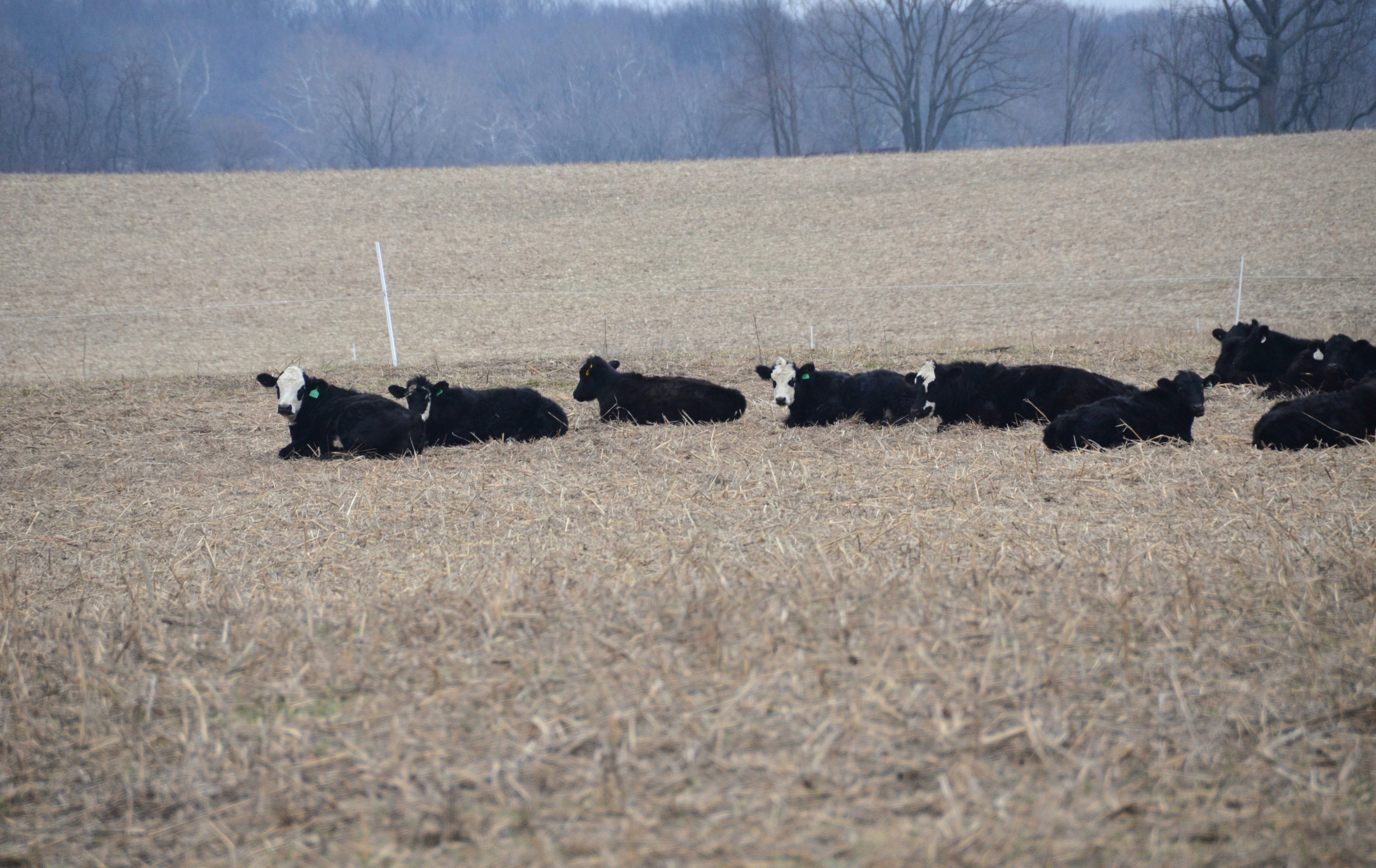 A herd of cattle laying down in a field photo – Free Field Image on ...