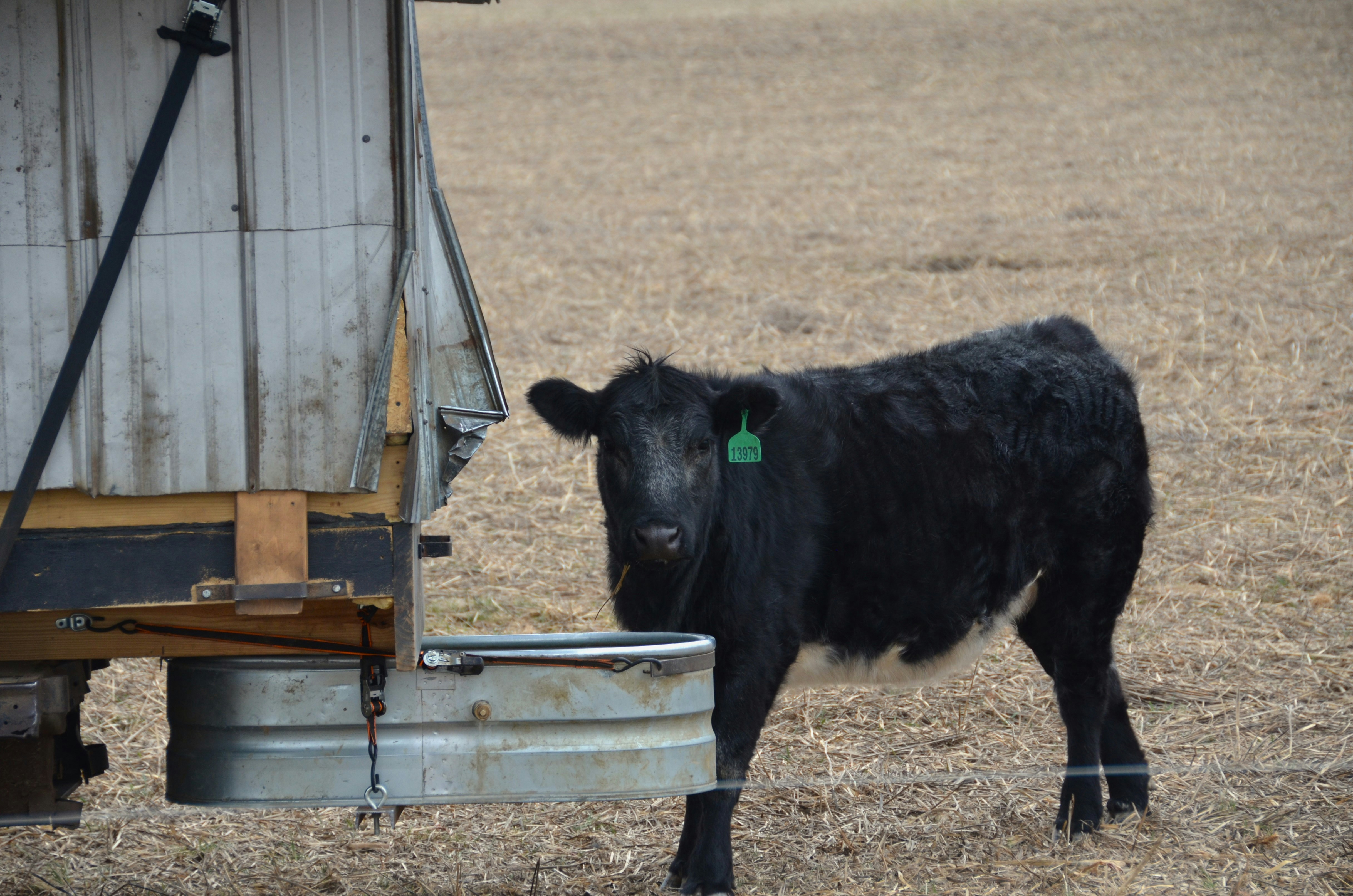 Black calf near a weathered feeder under a muted rural sky