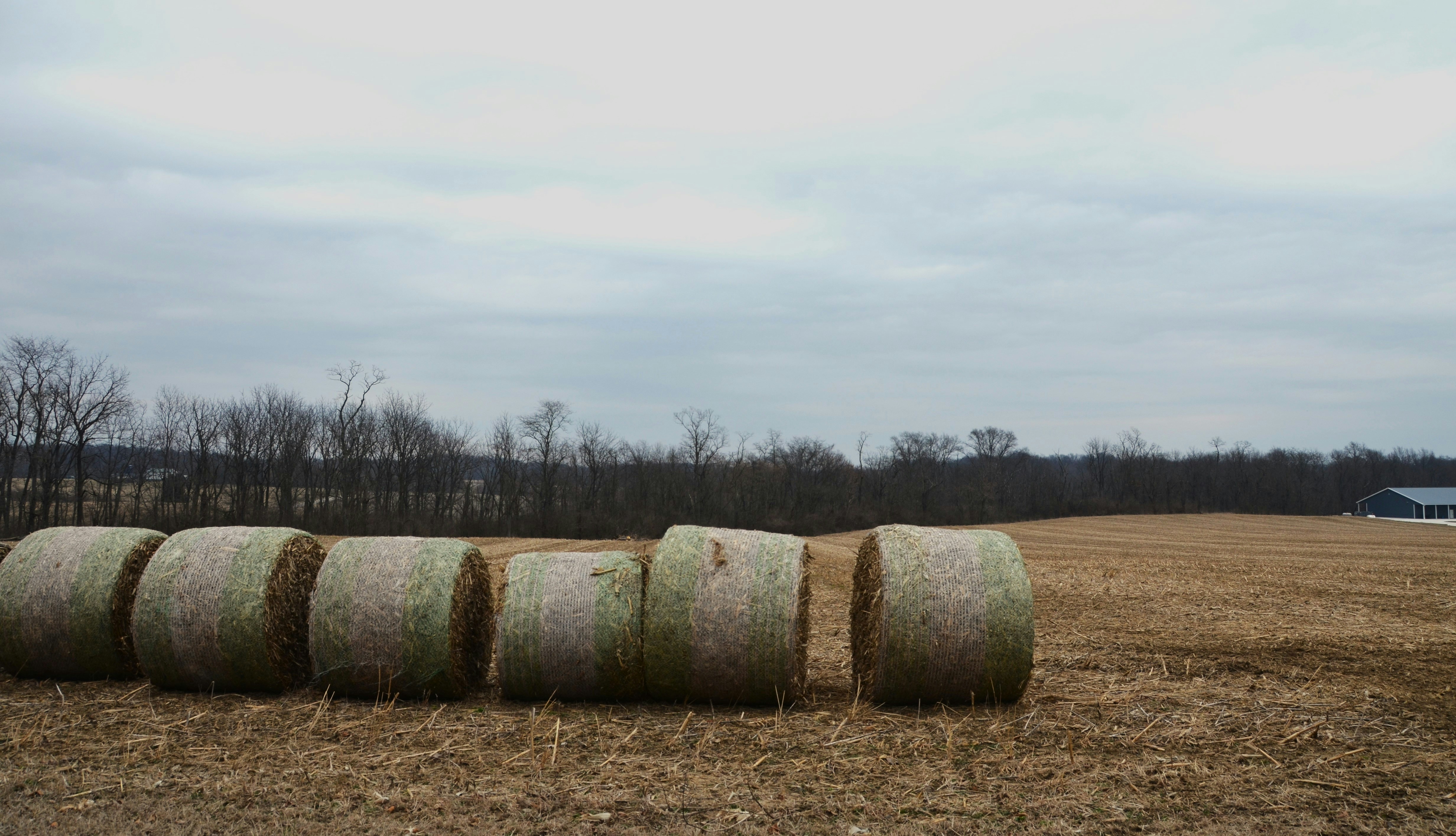 Hay bales in a field with a barn in the background photo – Free Ground ...