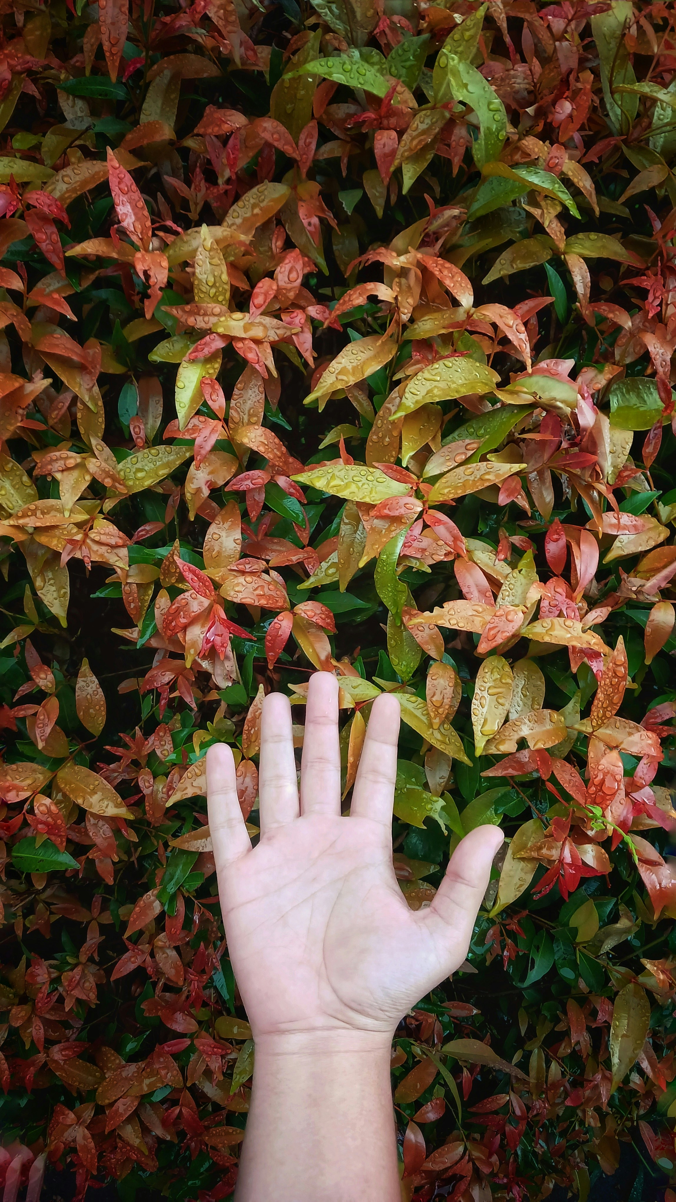 Close-up photograph of a pale hand raised in front of a dense hedge of autumn leaves in red, orange, yellow, and green with dew droplets. The scene emphasizes human scale against vibrant foliage.