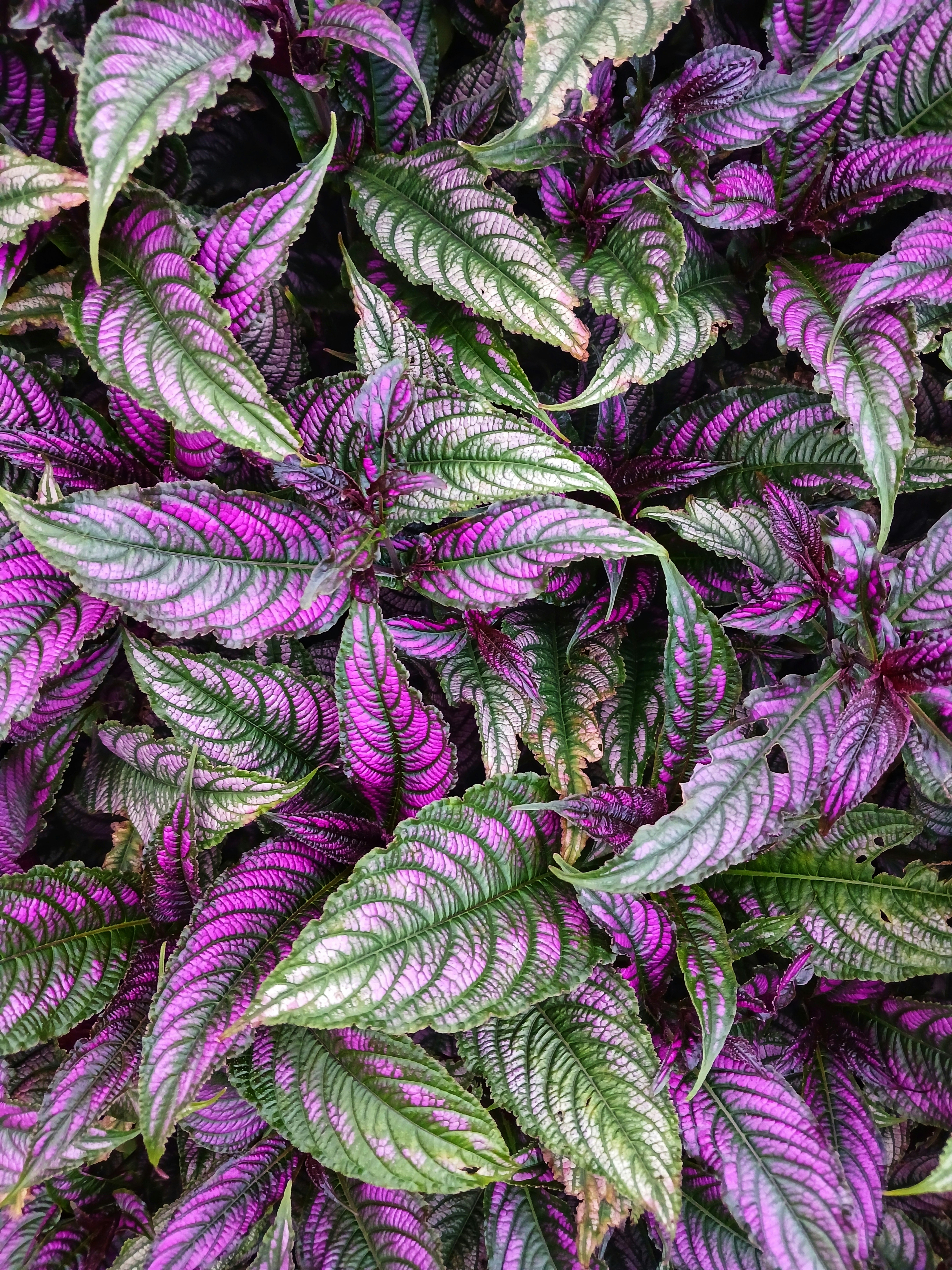 Close-up photograph of a dense bed of variegated leaves in vivid purple and green with pronounced venation. The pattern highlights lush texture and botanical detail.