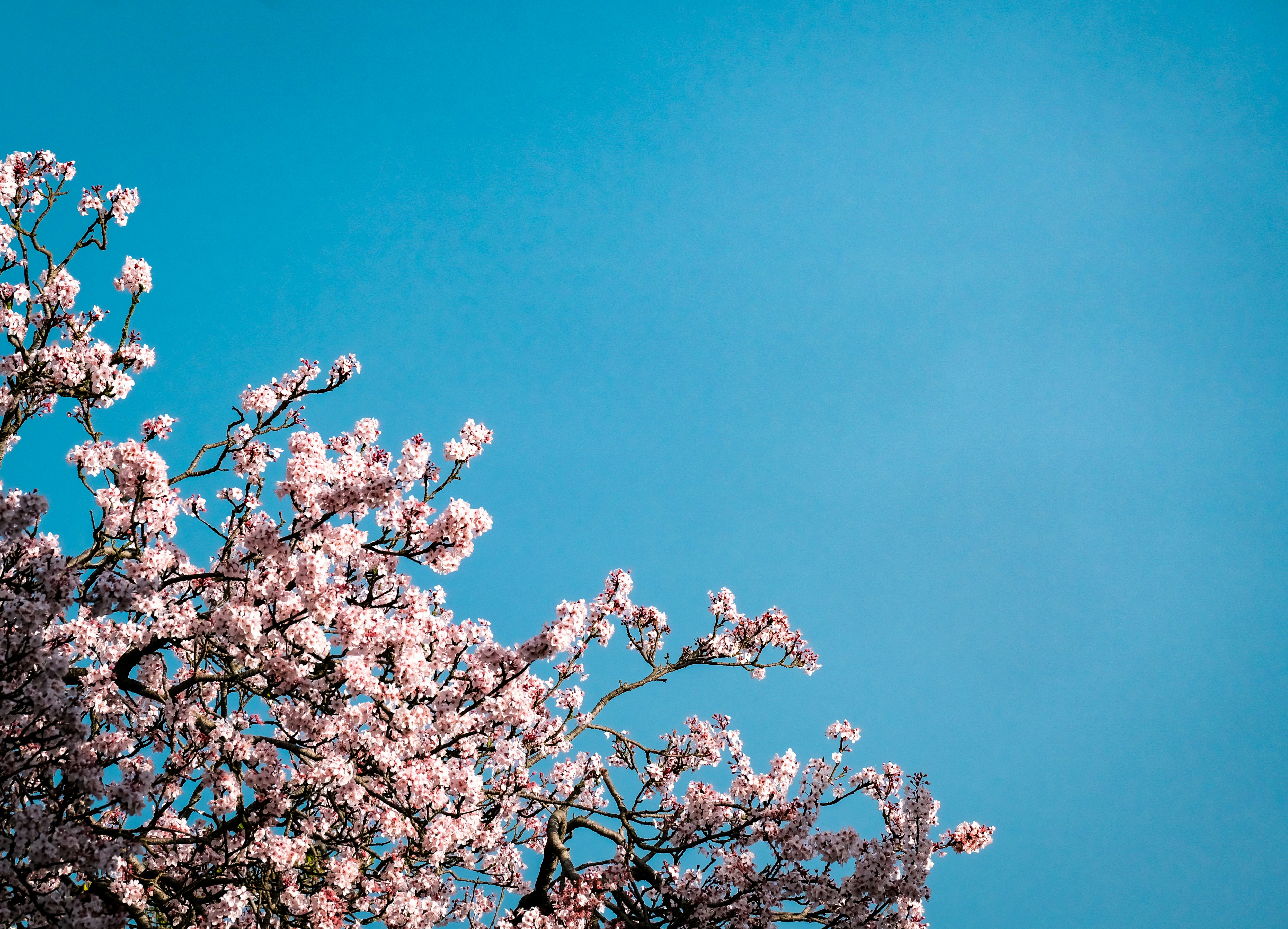 Cherry blossom branches adorned with delicate pink flowers stretch across a bright blue sky, embodying the essence of springtime renewal.