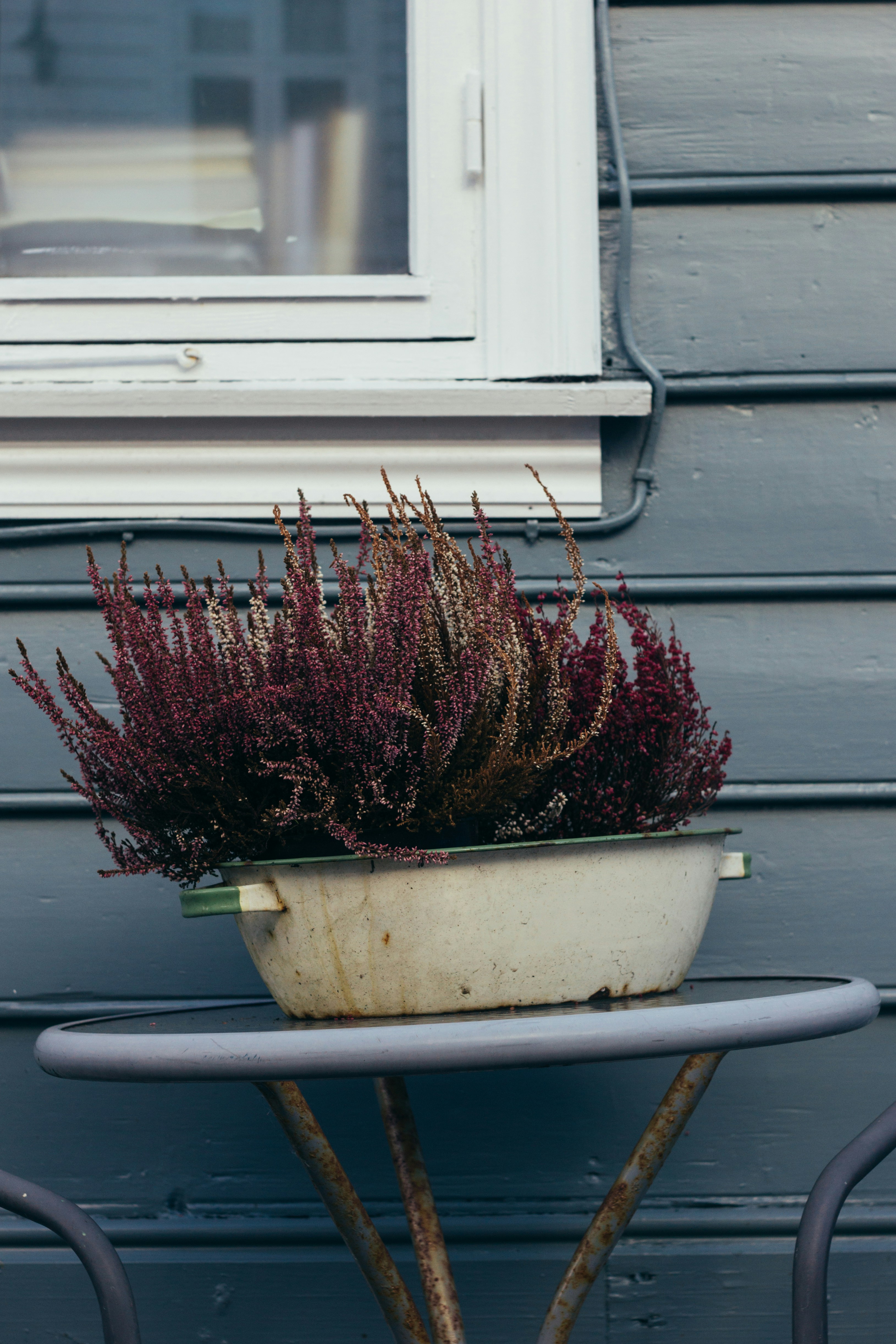 Dusty Court Garden: A Weathered Pot of Hearty Heathers on a Blue Siding Porch