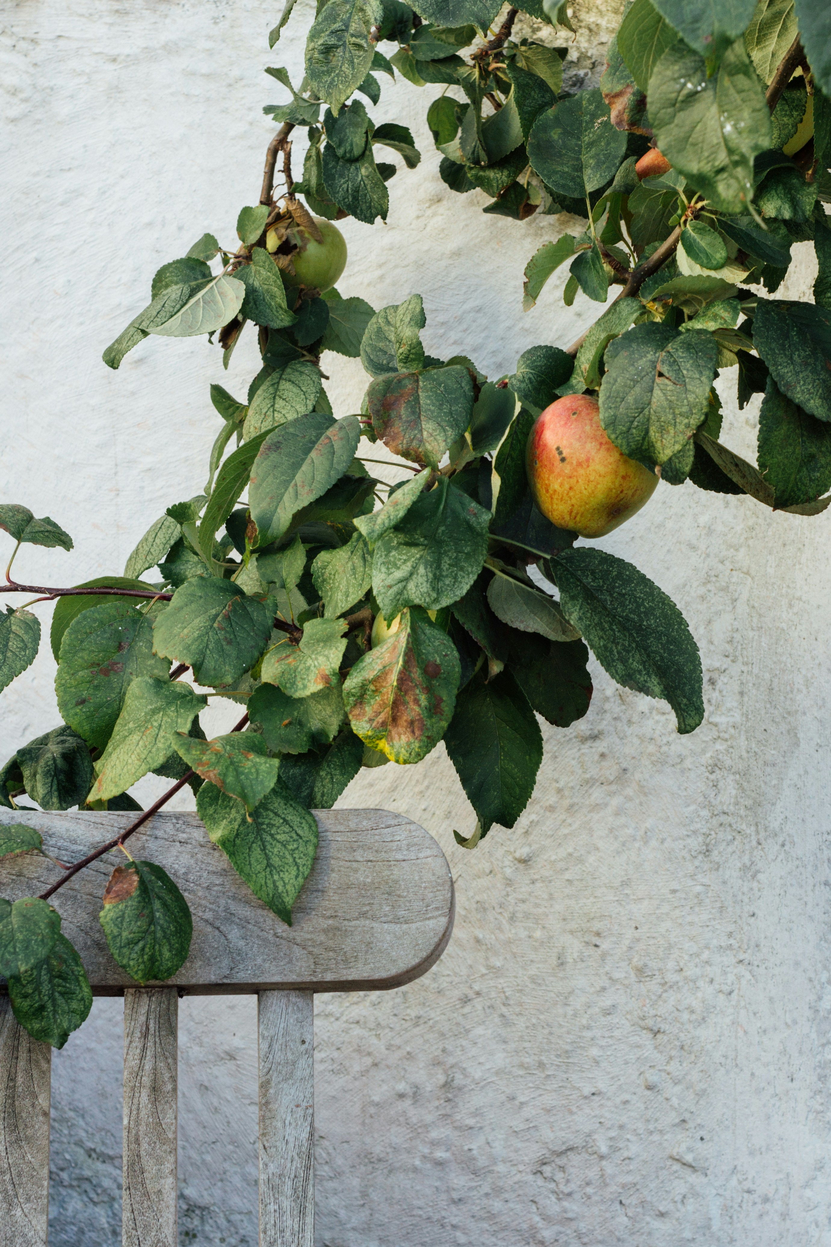 Pear by the Wall: A Quiet Harvest on a Sunlit Terrace