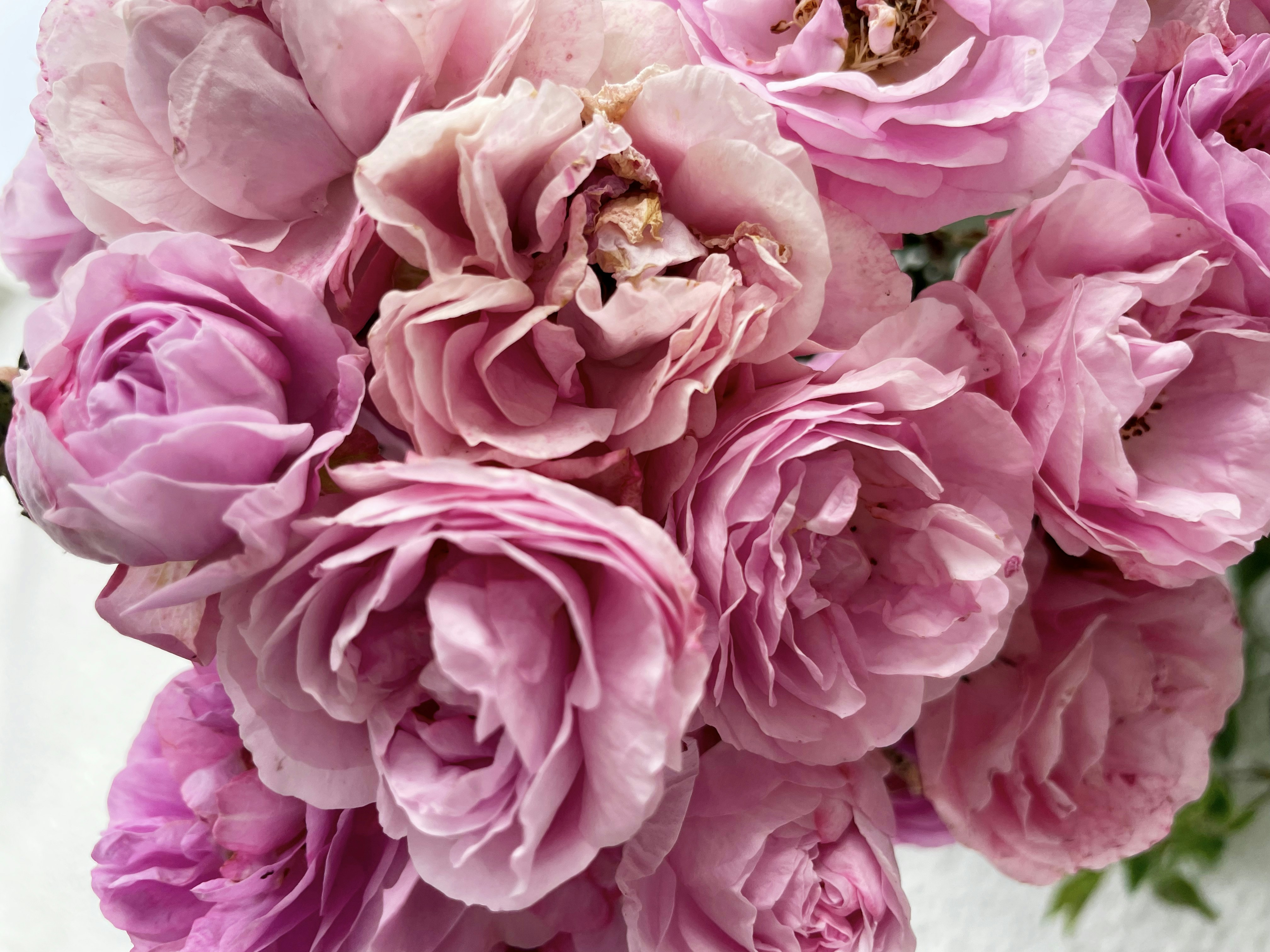 Photo by Flor Estrada with Apple iPhone 12