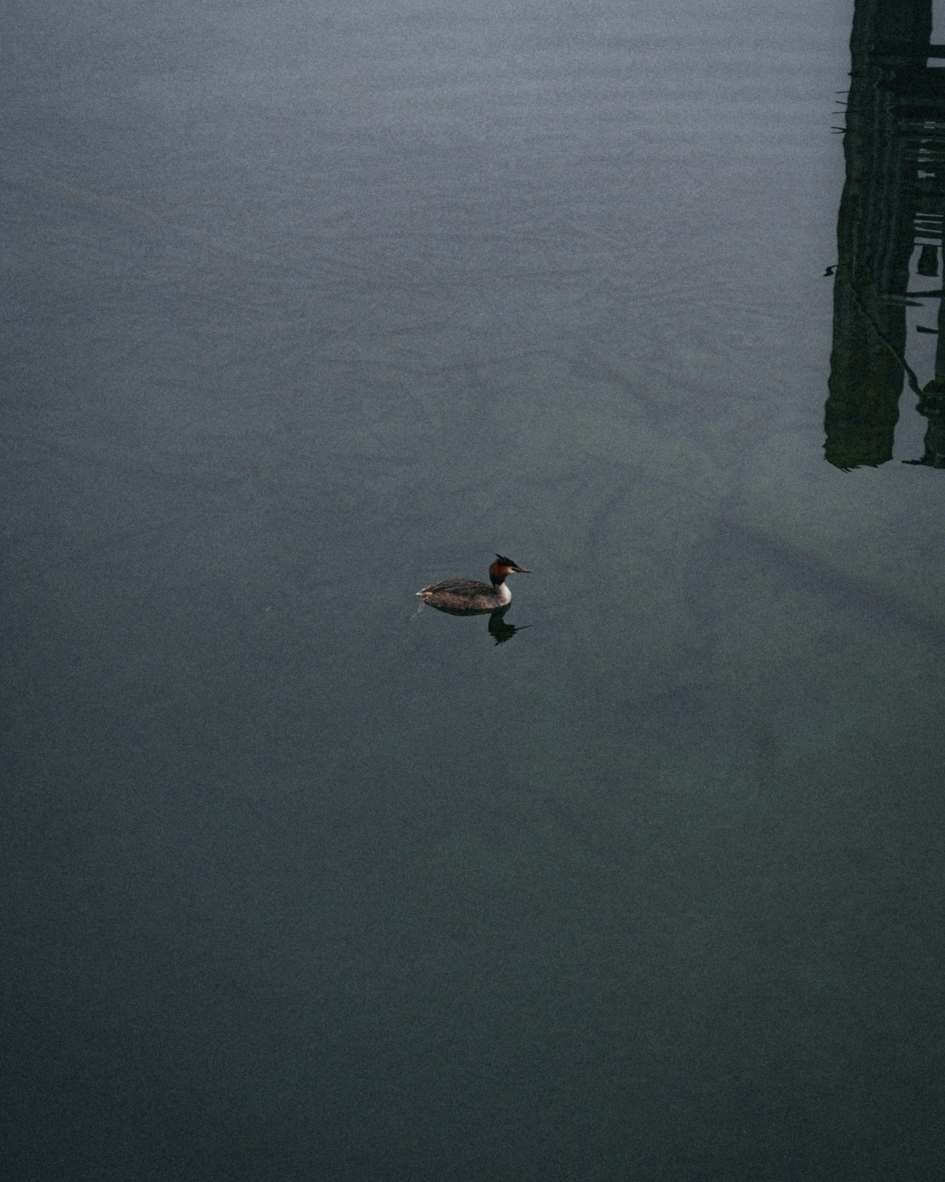A Lone Duck on a Glassy Canal: Quiet Reflection
