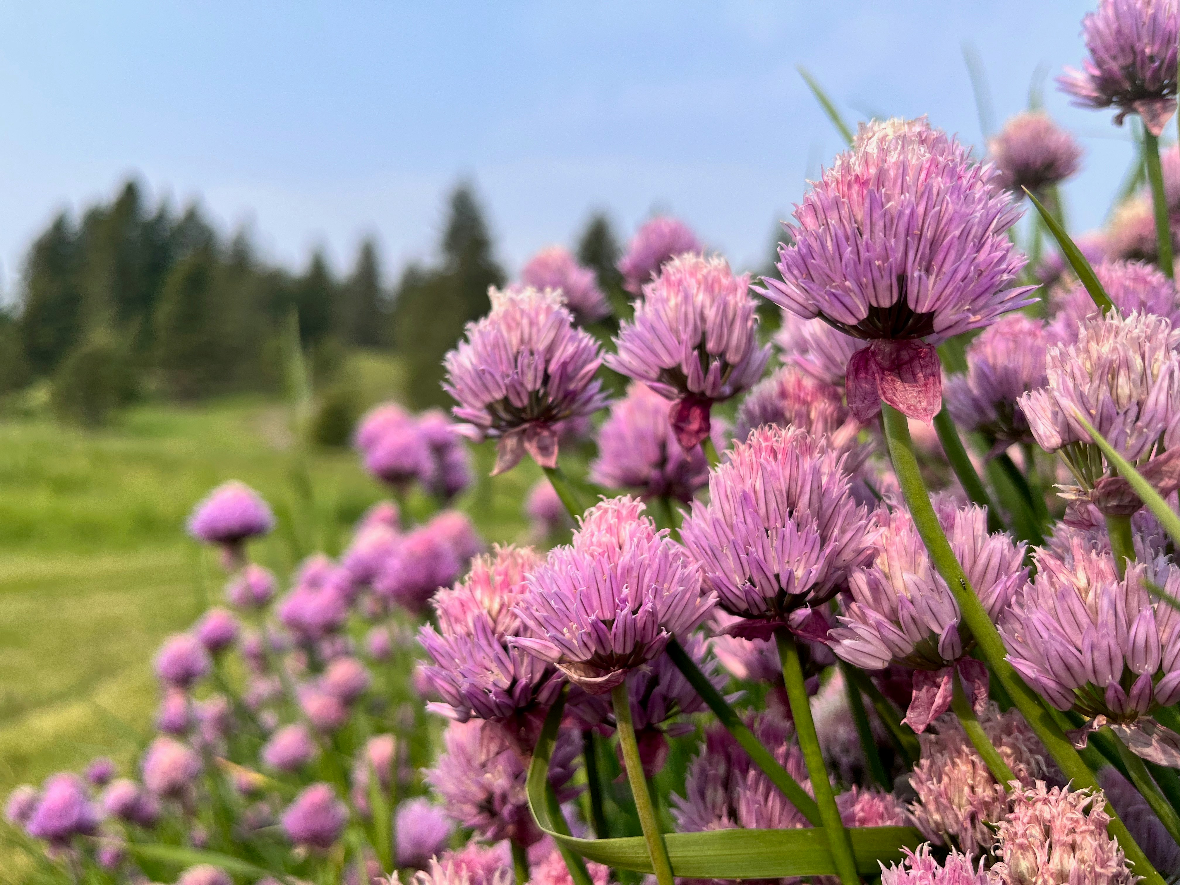 Violet Globe Thistles in a Sunlit Meadow