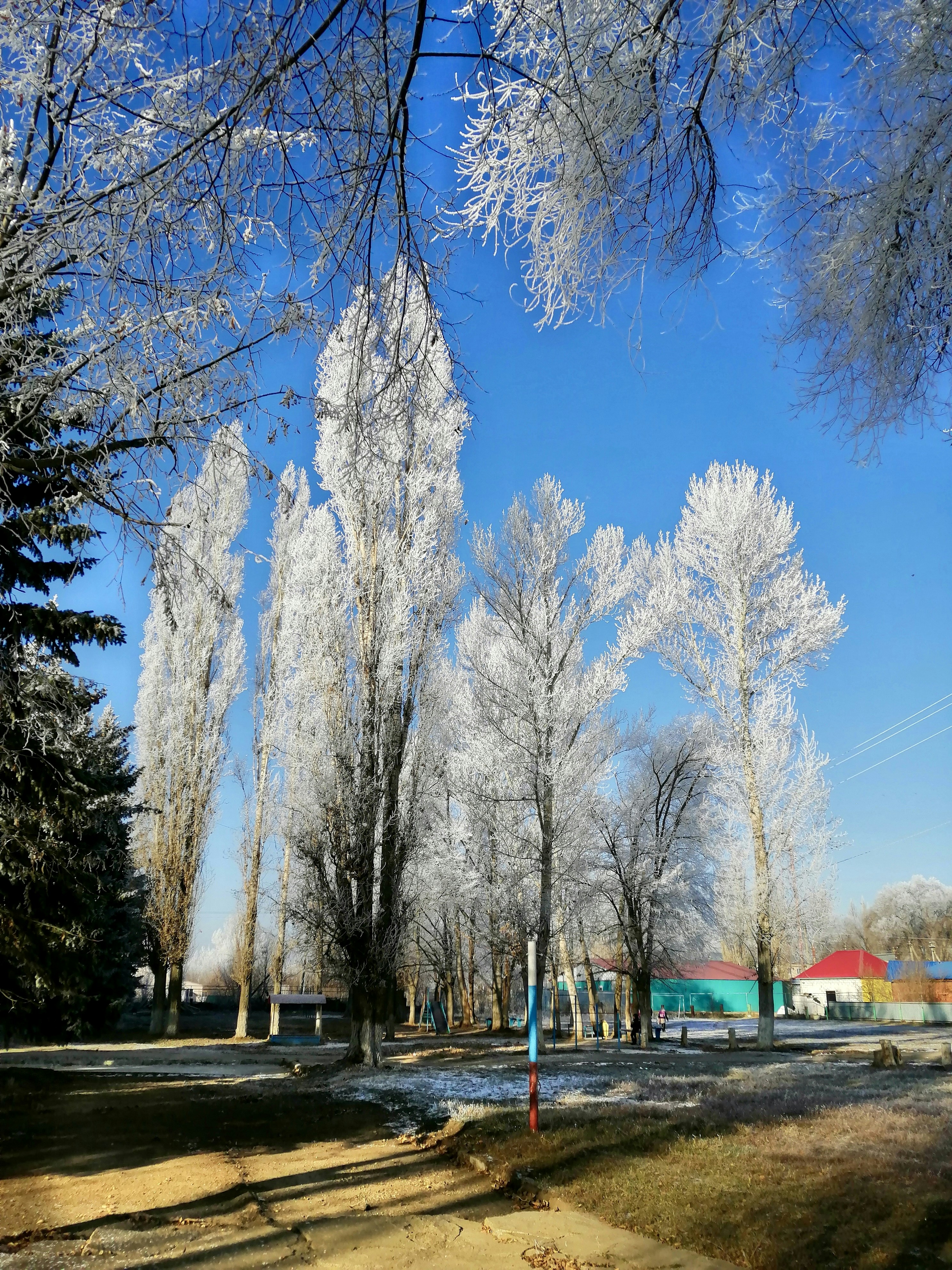 Snow-coated poplars stand in a quiet park beneath a vivid blue sky, captured in crisp winter daylight. The frosted trees create a stark, serene contrast with the bright horizon.