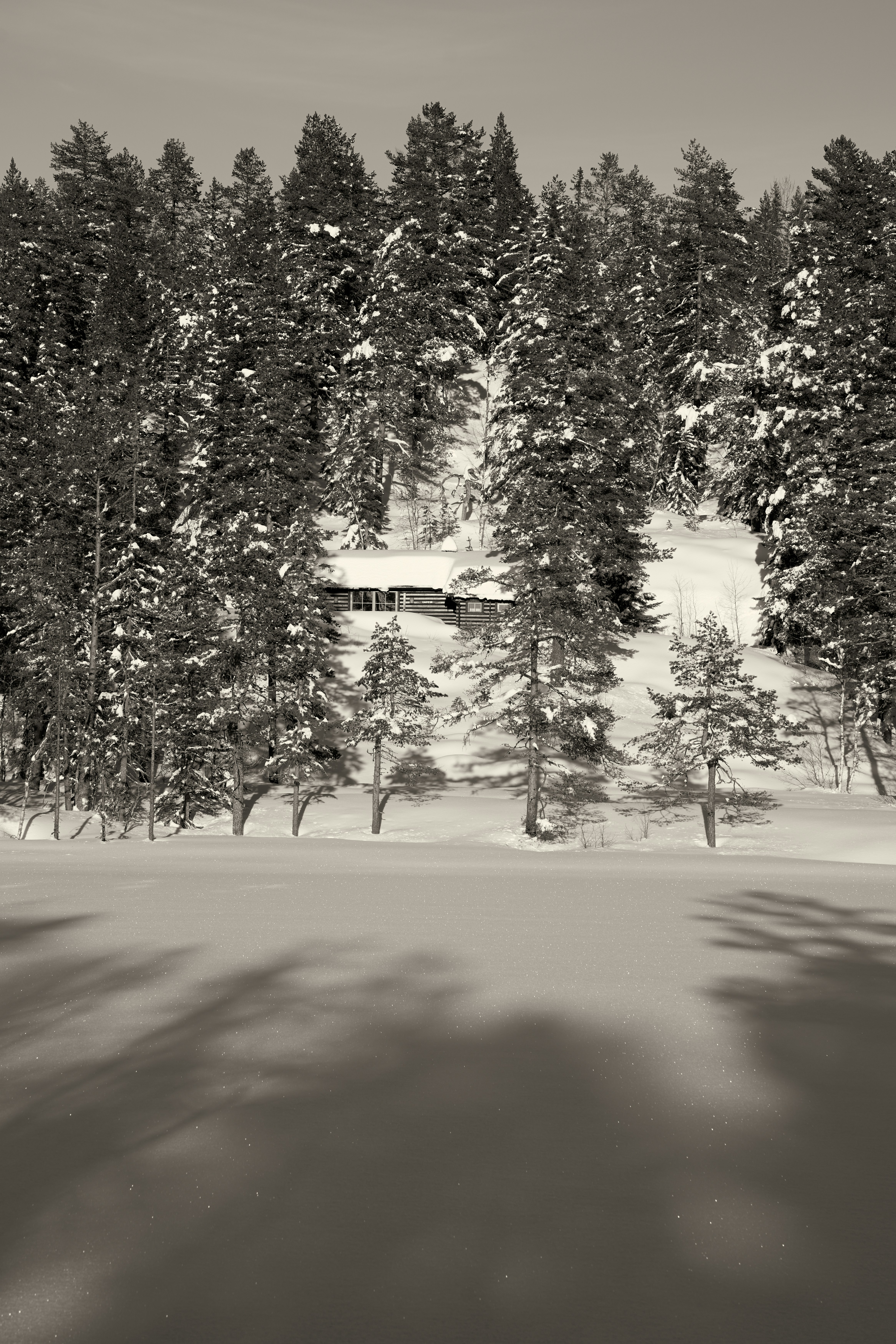 Hidden Cabin Among the Pines: A Quiet Winter Portrait
