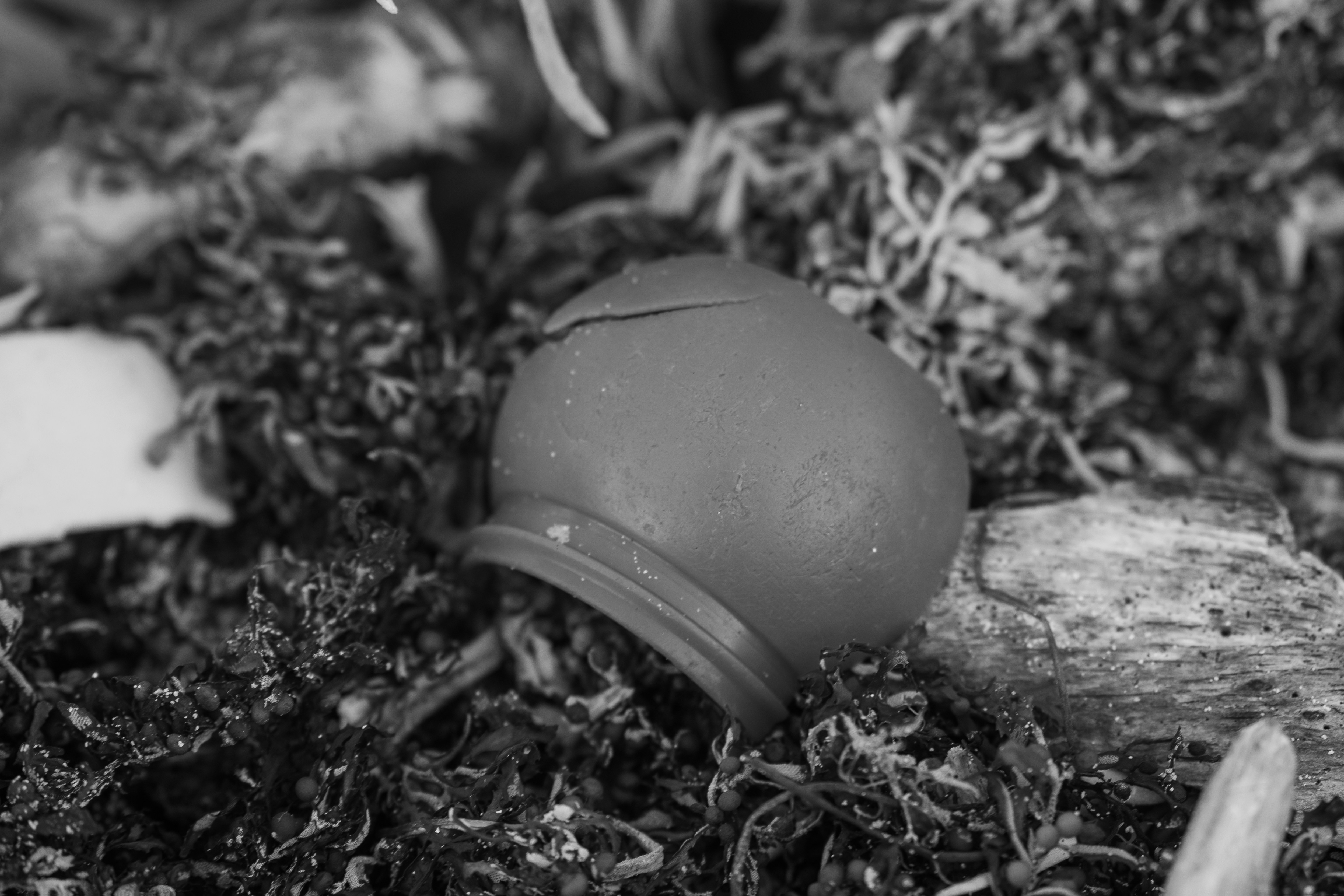Solitary eggshell on a mossy forest floor beside driftwood