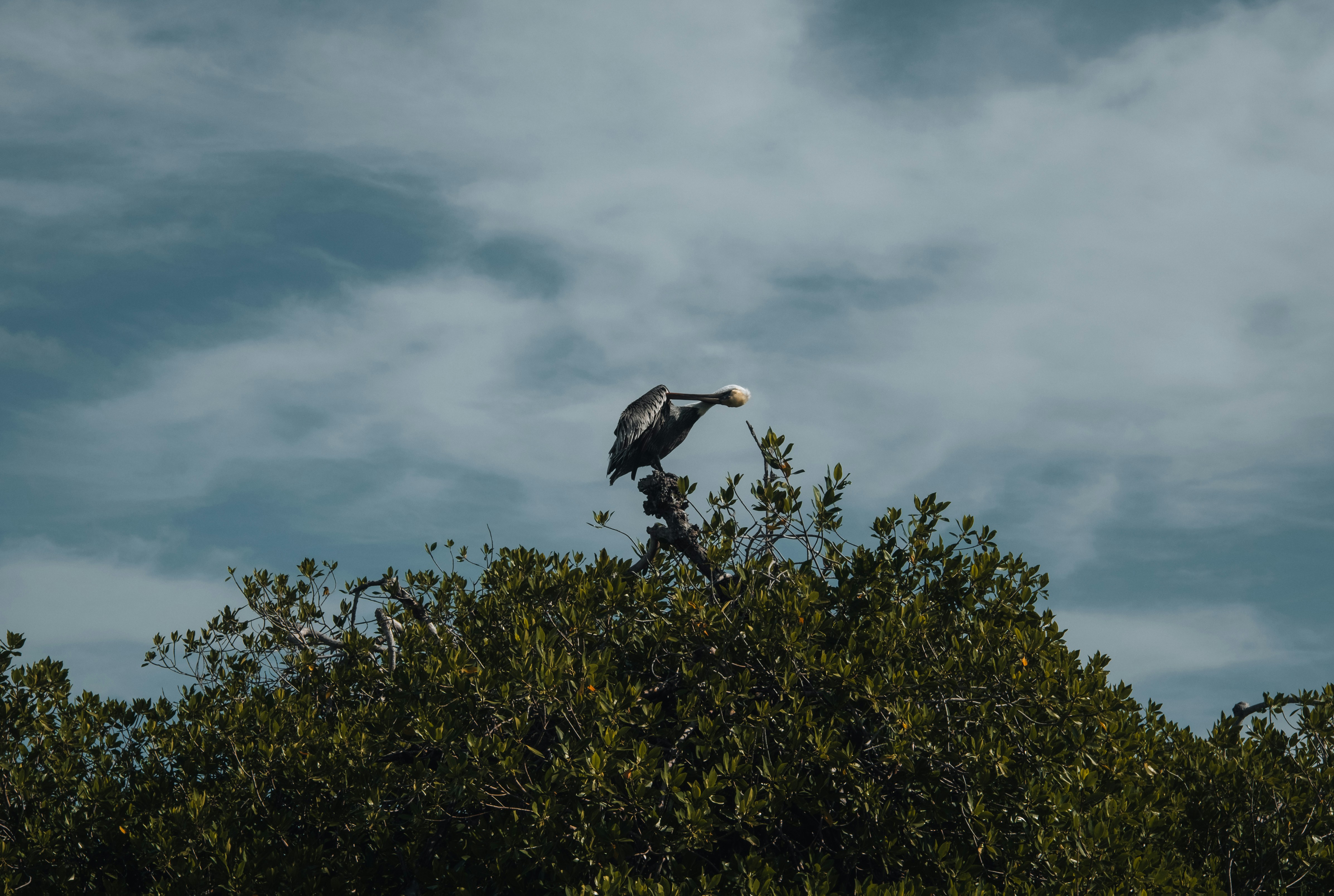 Top-Leaf Sentinel: A solitary bird crowns the canopy
