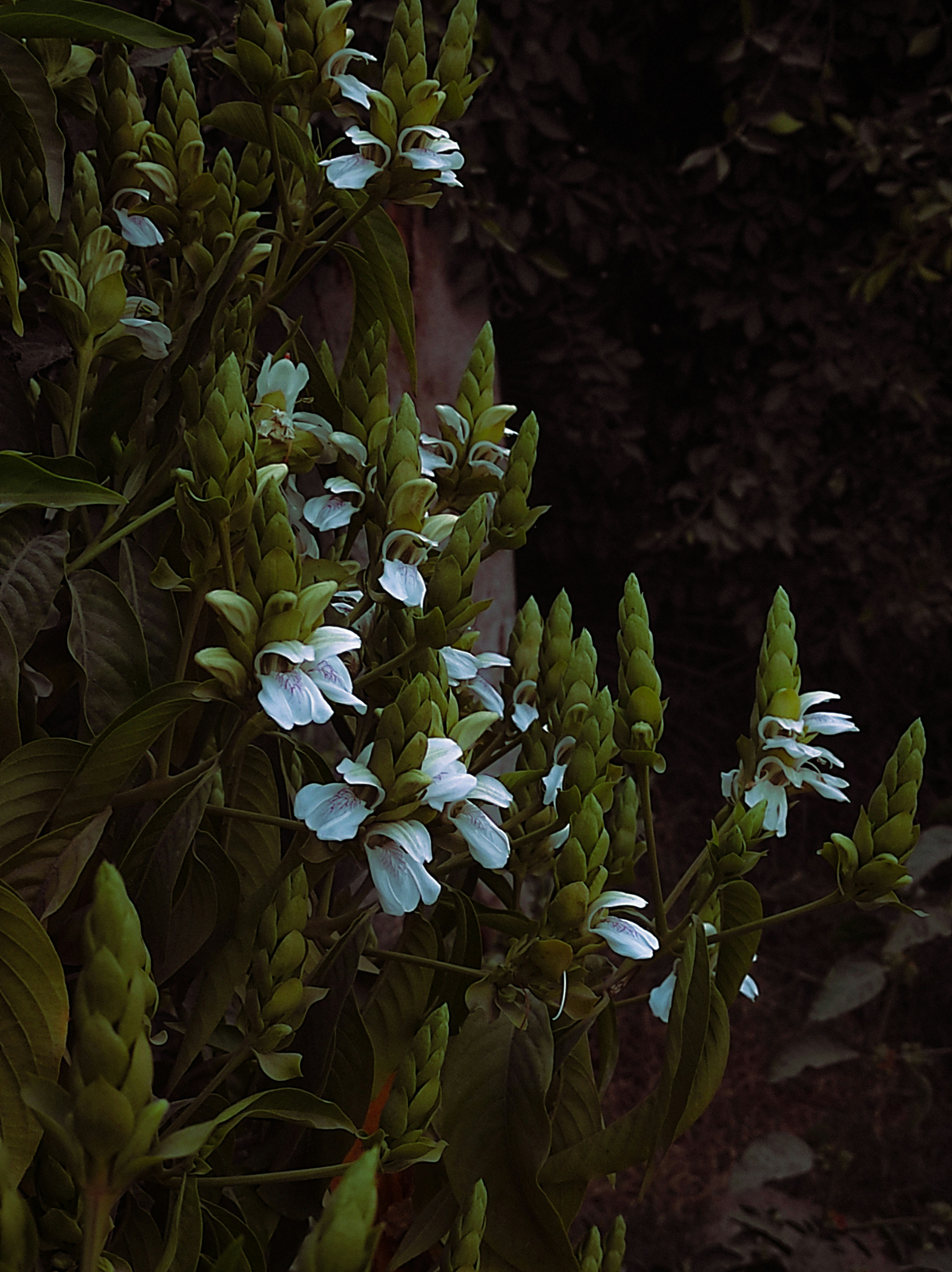 White-flowered stems in a dim garden glow