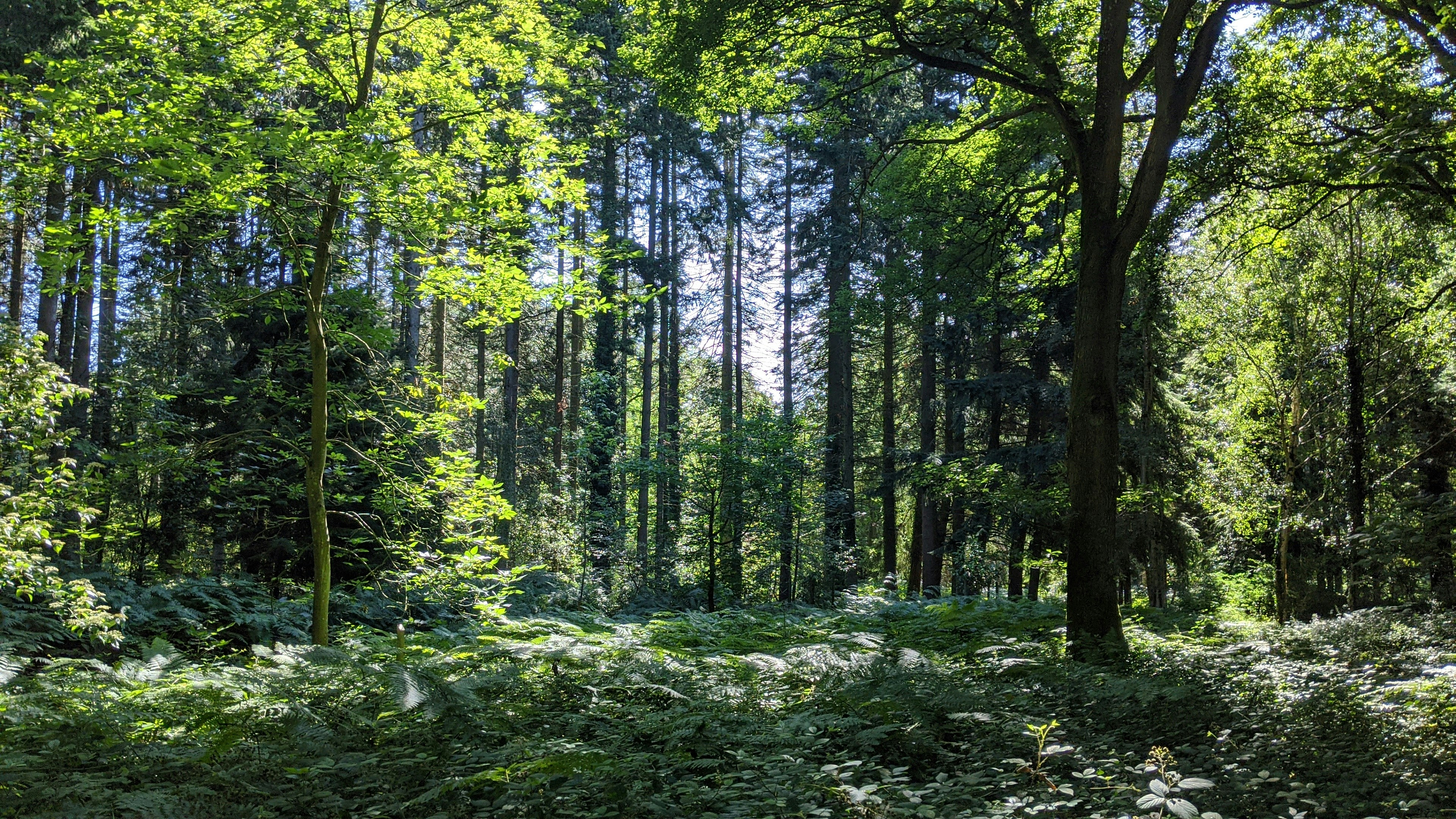 A forest filled with lots of green trees photo – Free Forest Image on ...