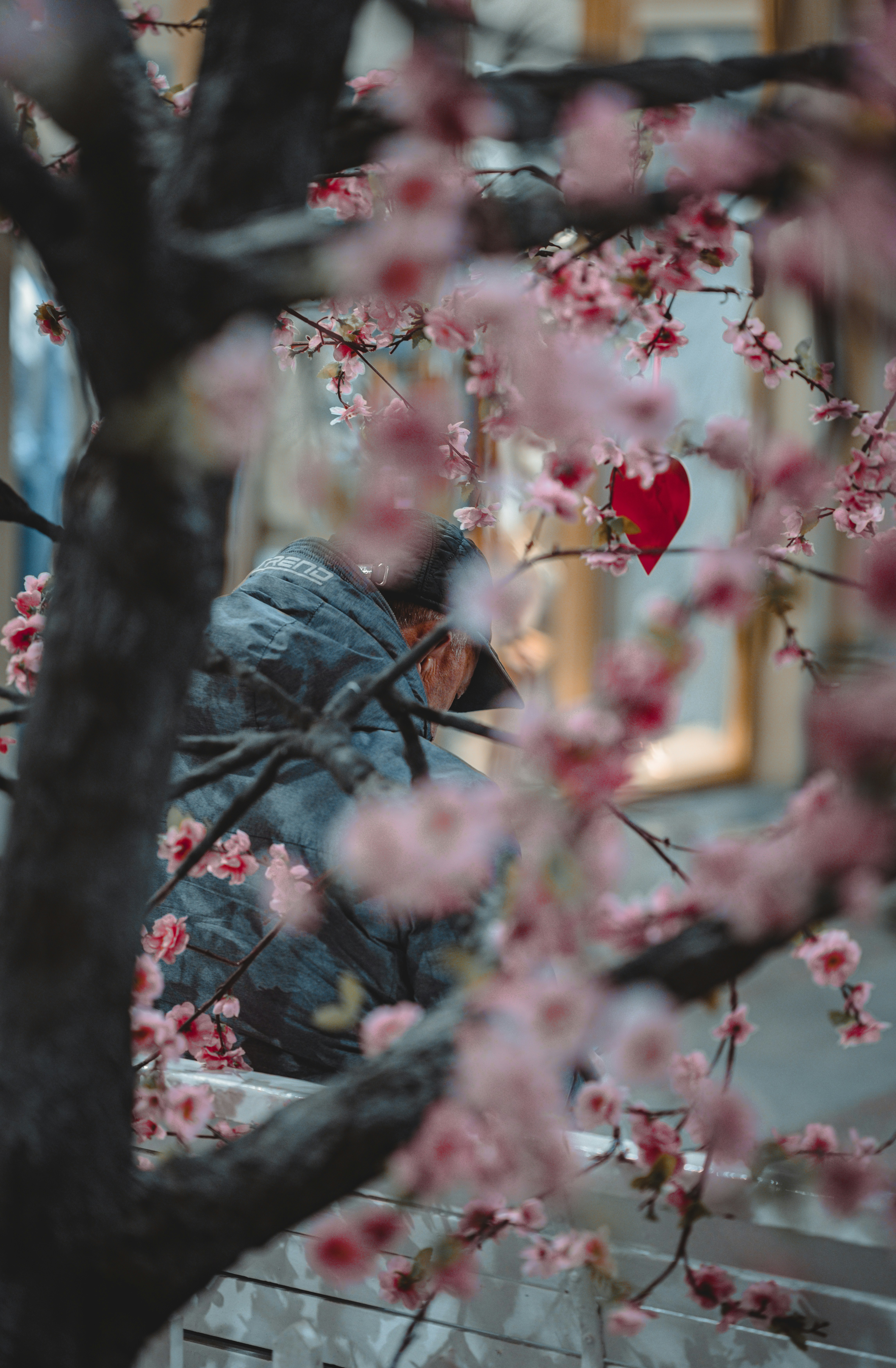 Through the Cherry Veil: A Quiet Figure Among Blushing Branches