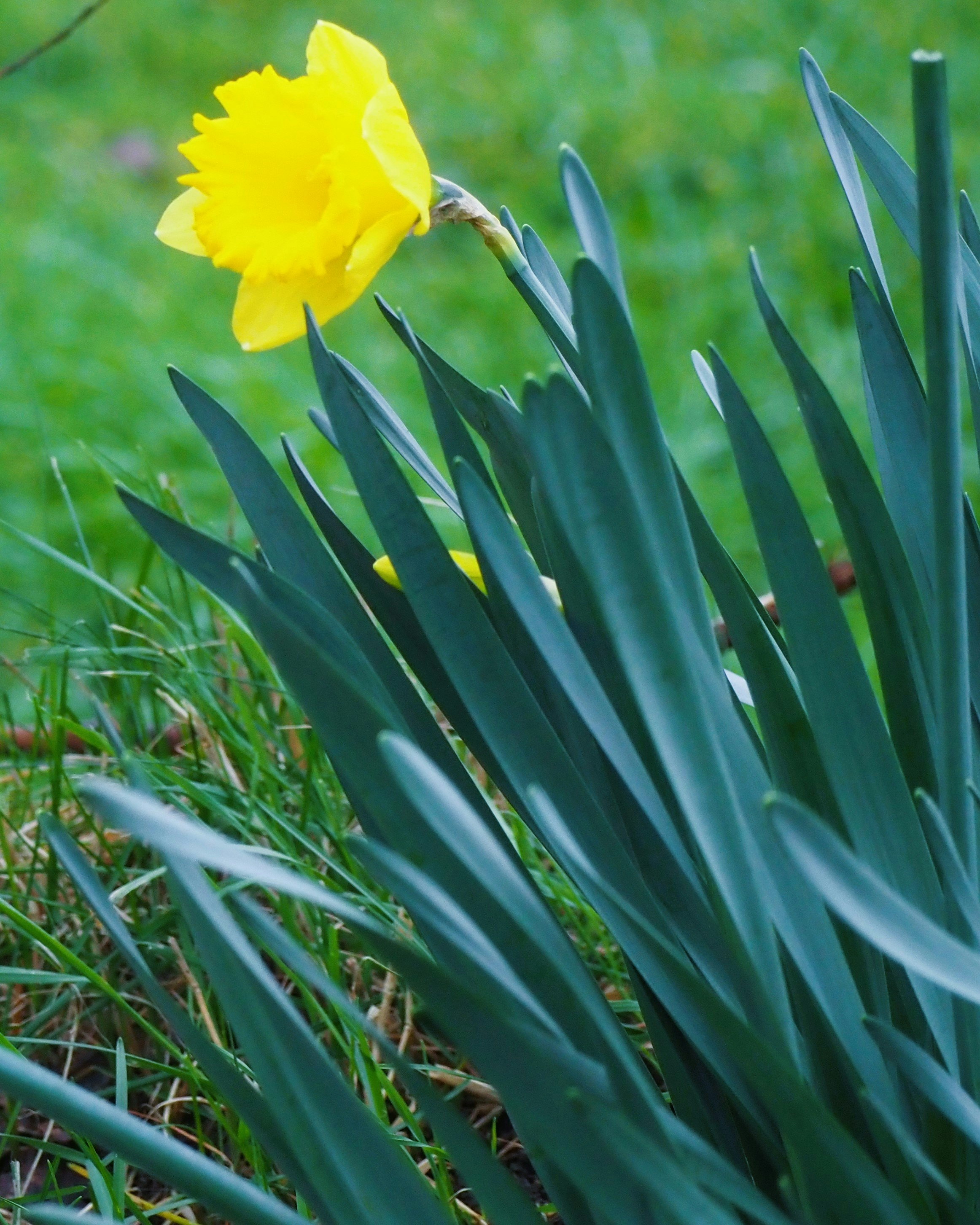 Yellow Daffodil Pierces a Sea of Blu-Green Leaves