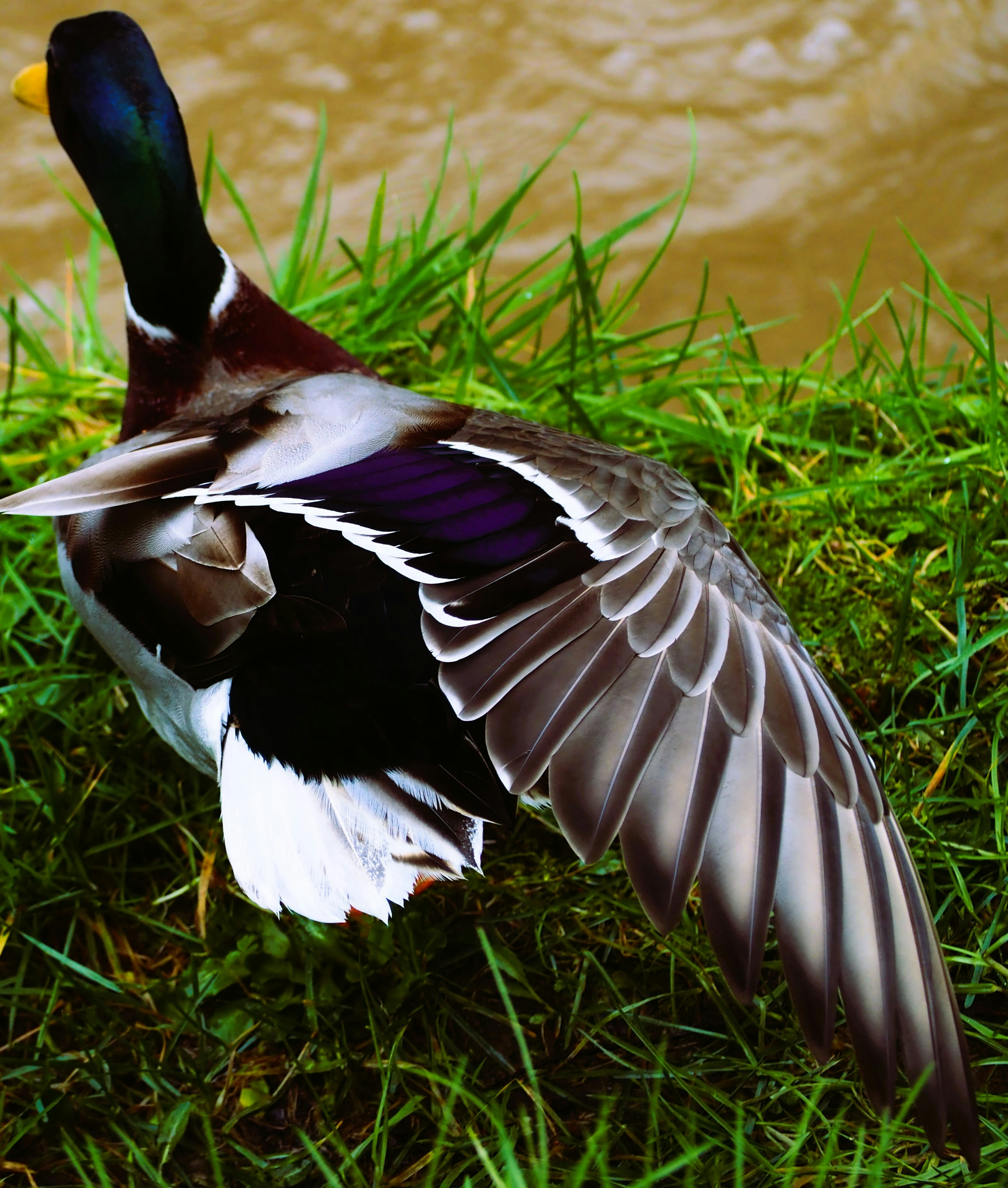 Winged Symmetry: A Mallard in Mid-Spread