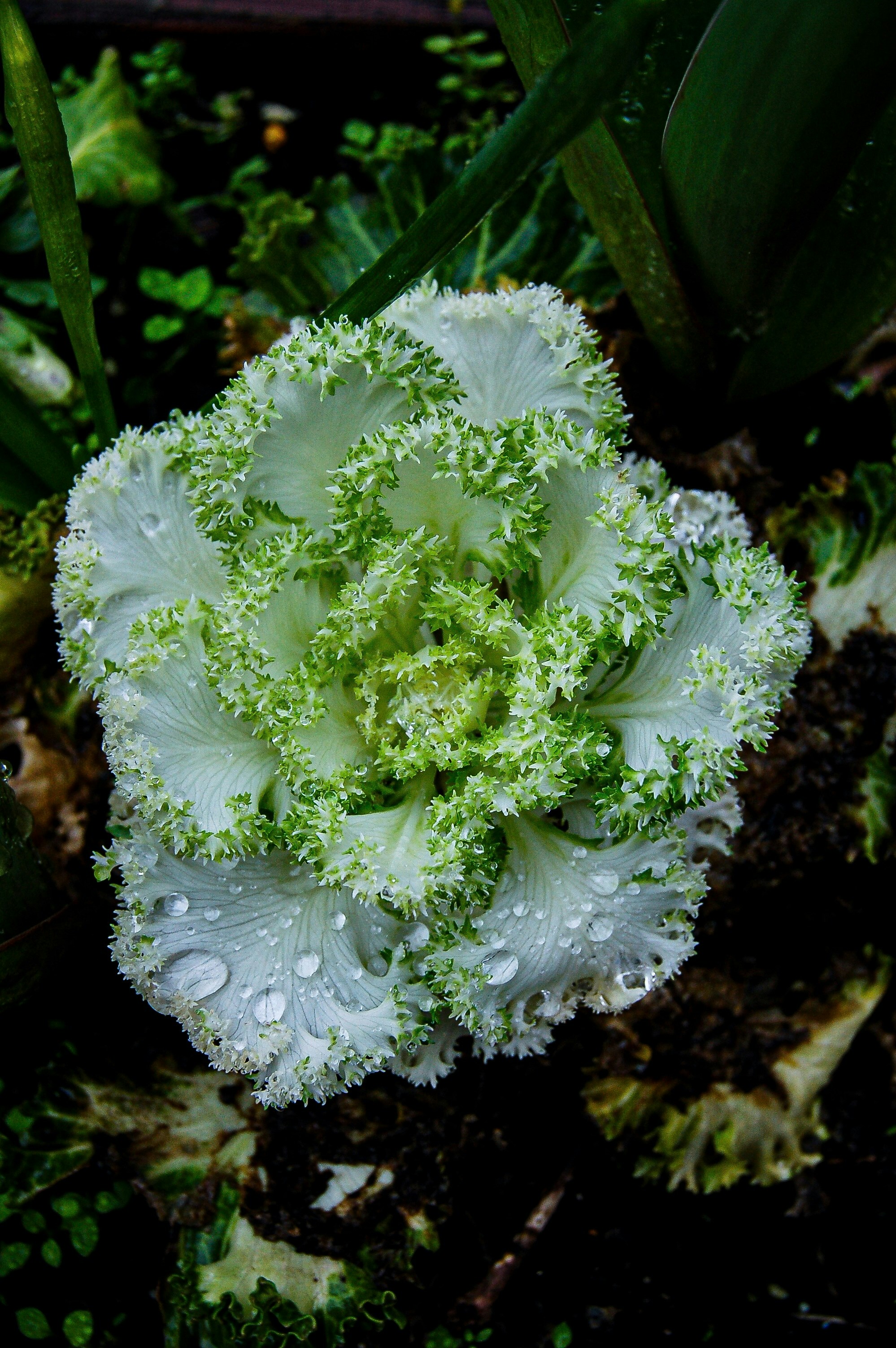 Frilly Emerald Edges: A Dew-Kissed Kale Fern Bloom