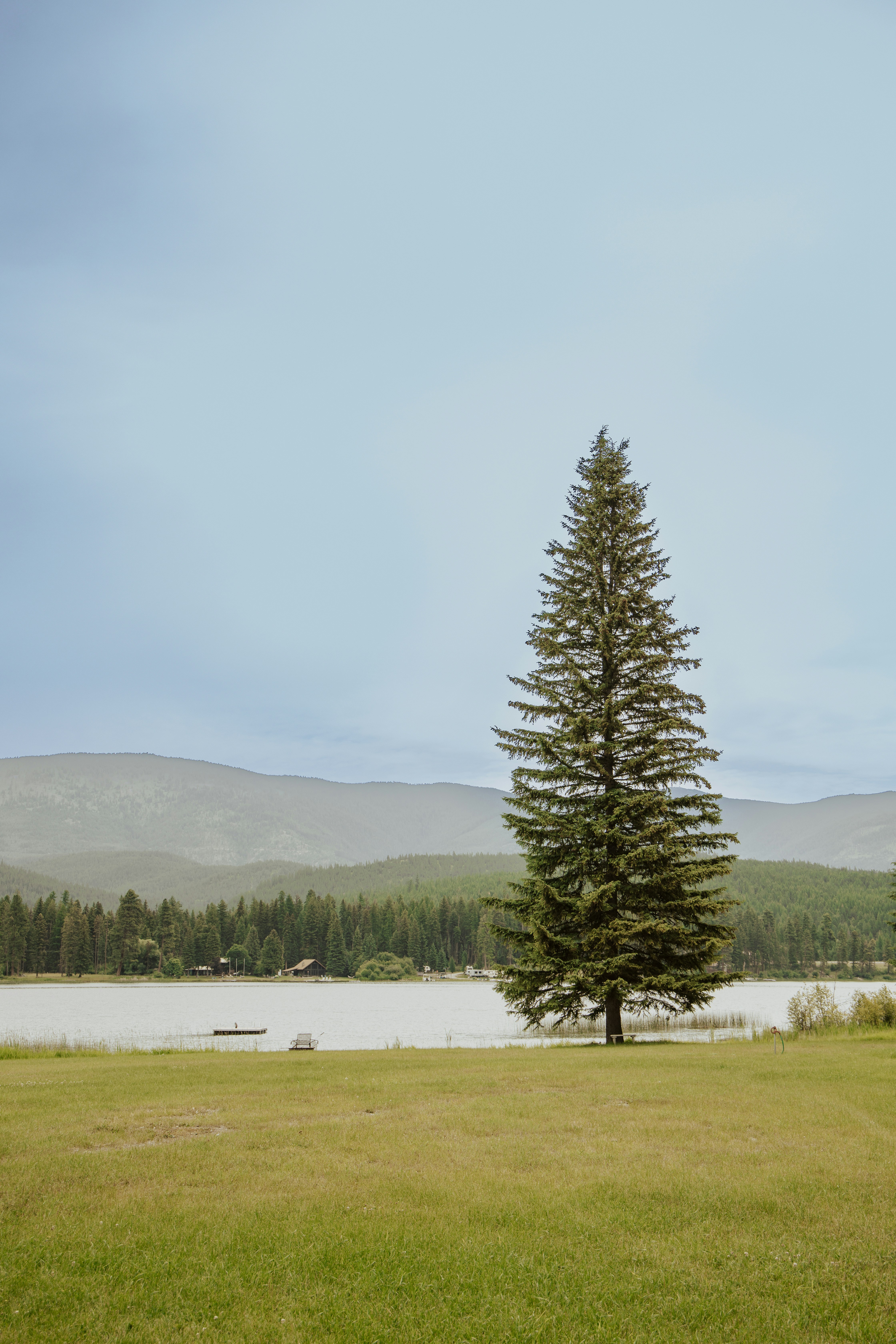 A lone pine tree in a field near a lake photo – Free Kalispell Image on ...