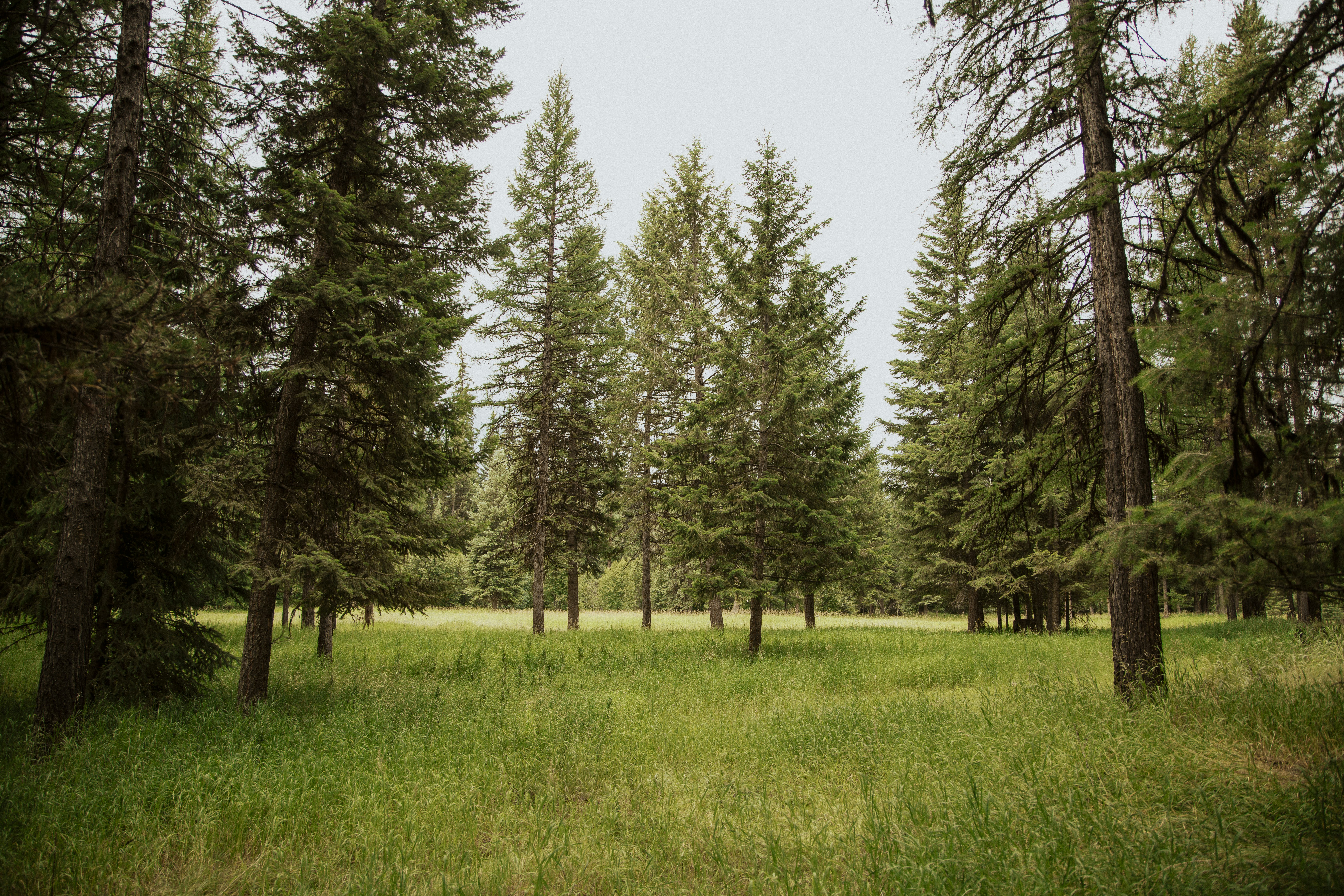 A grassy field surrounded by tall pine trees photo – Free Kalispell ...