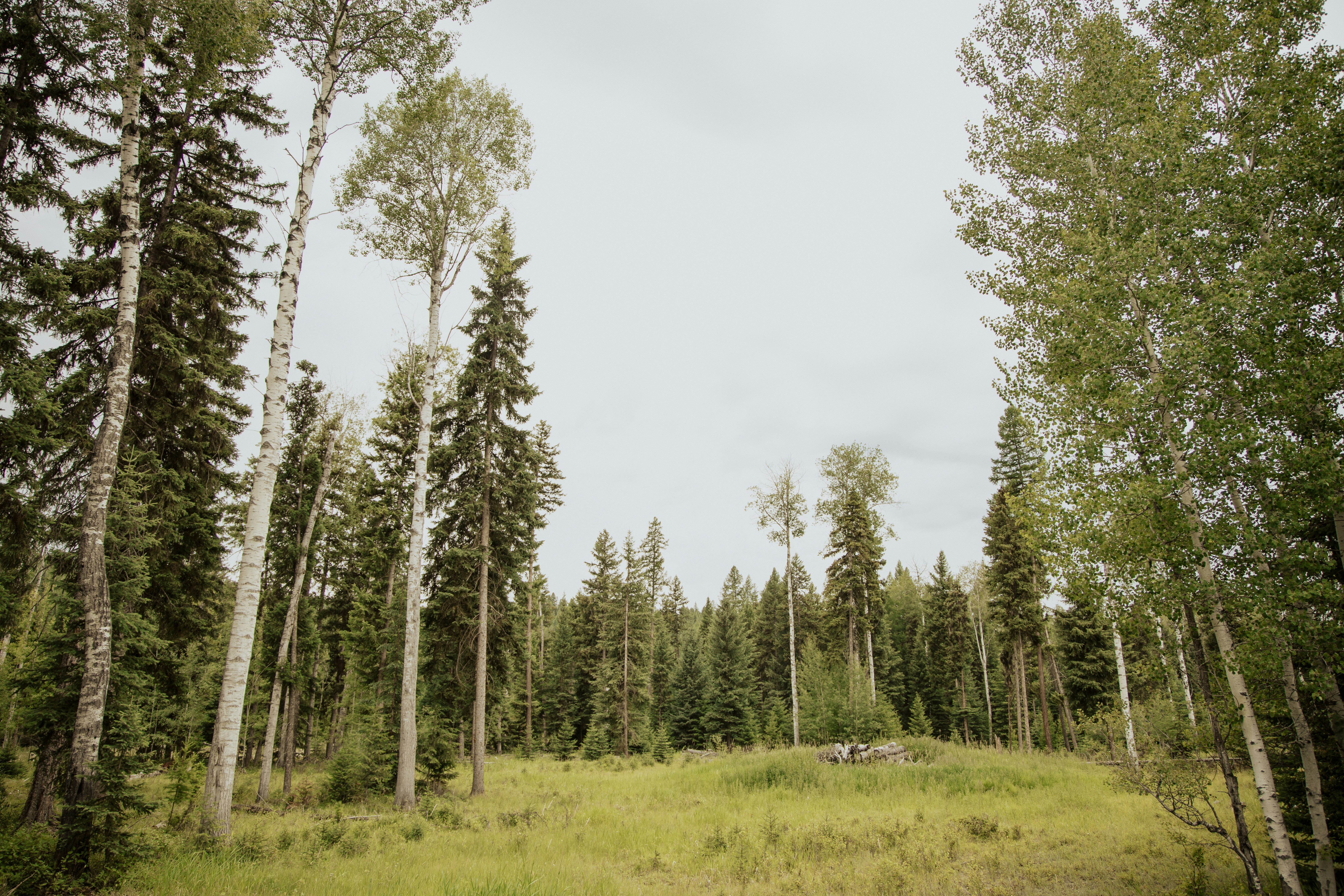 A grassy field surrounded by tall trees photo – Free Kalispell Image on ...