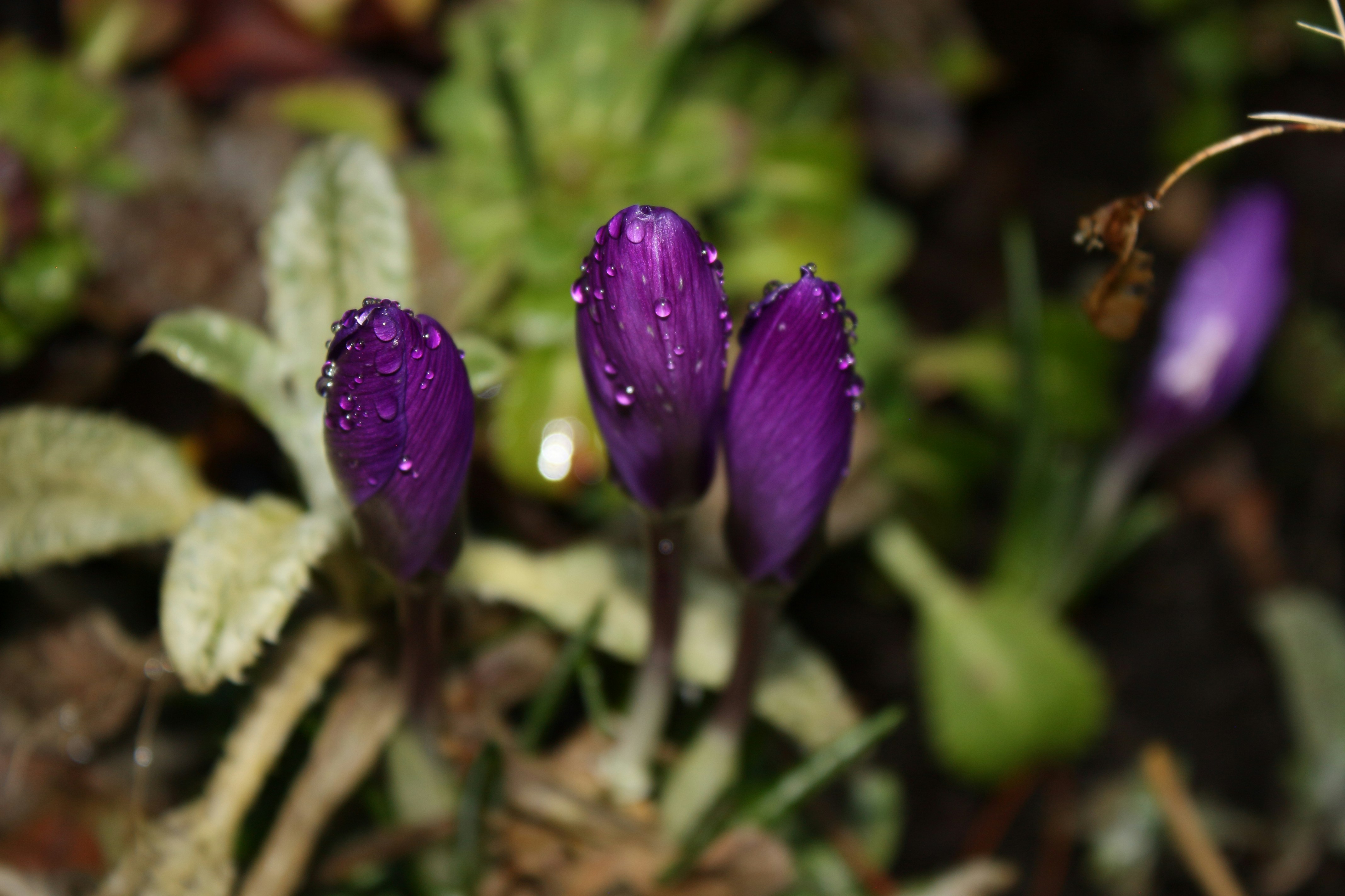 Whispers of Spring: The Awakening Crocus