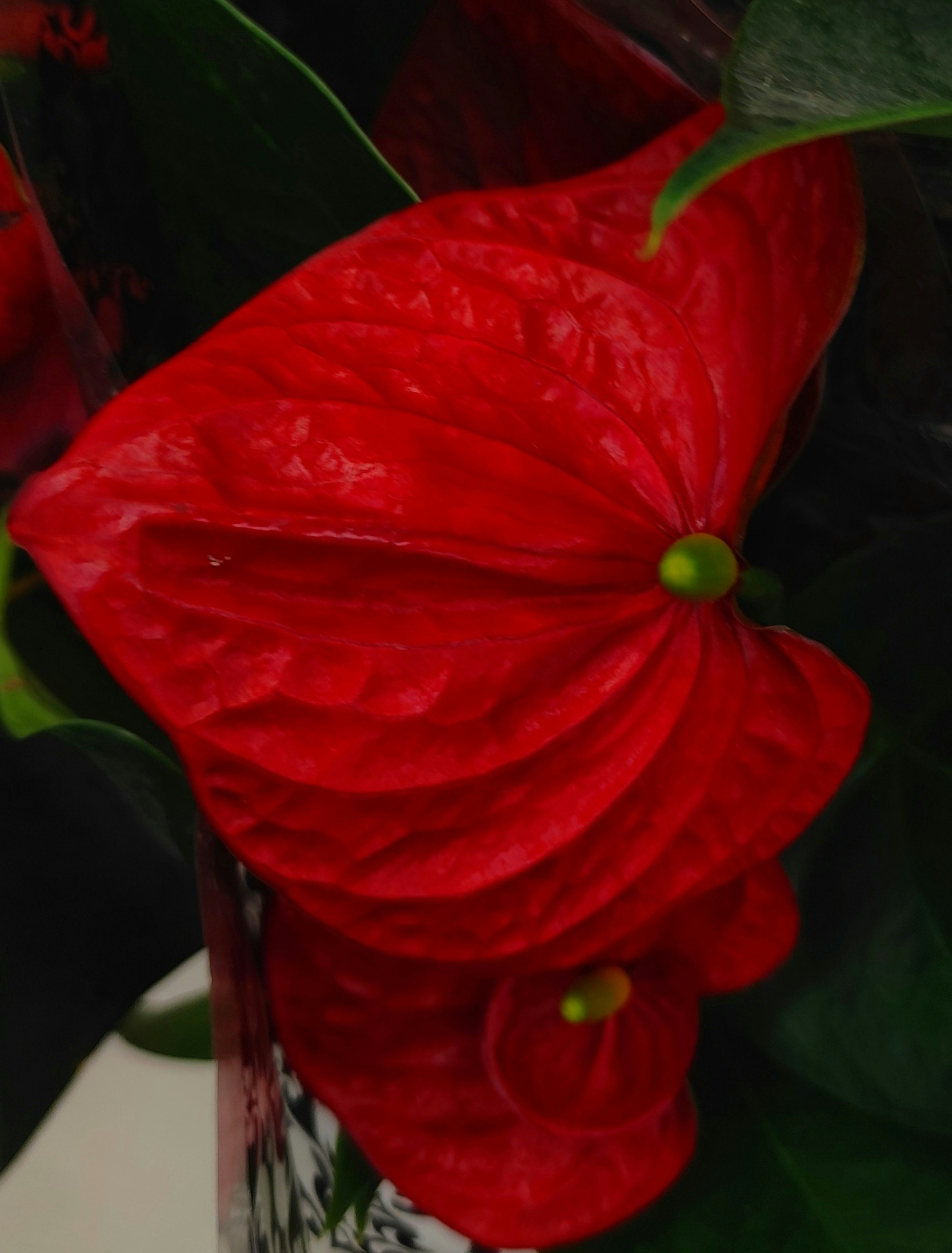Close-up photograph of a glossy red anthurium spathe with a small green spadix against a dark leafy backdrop.