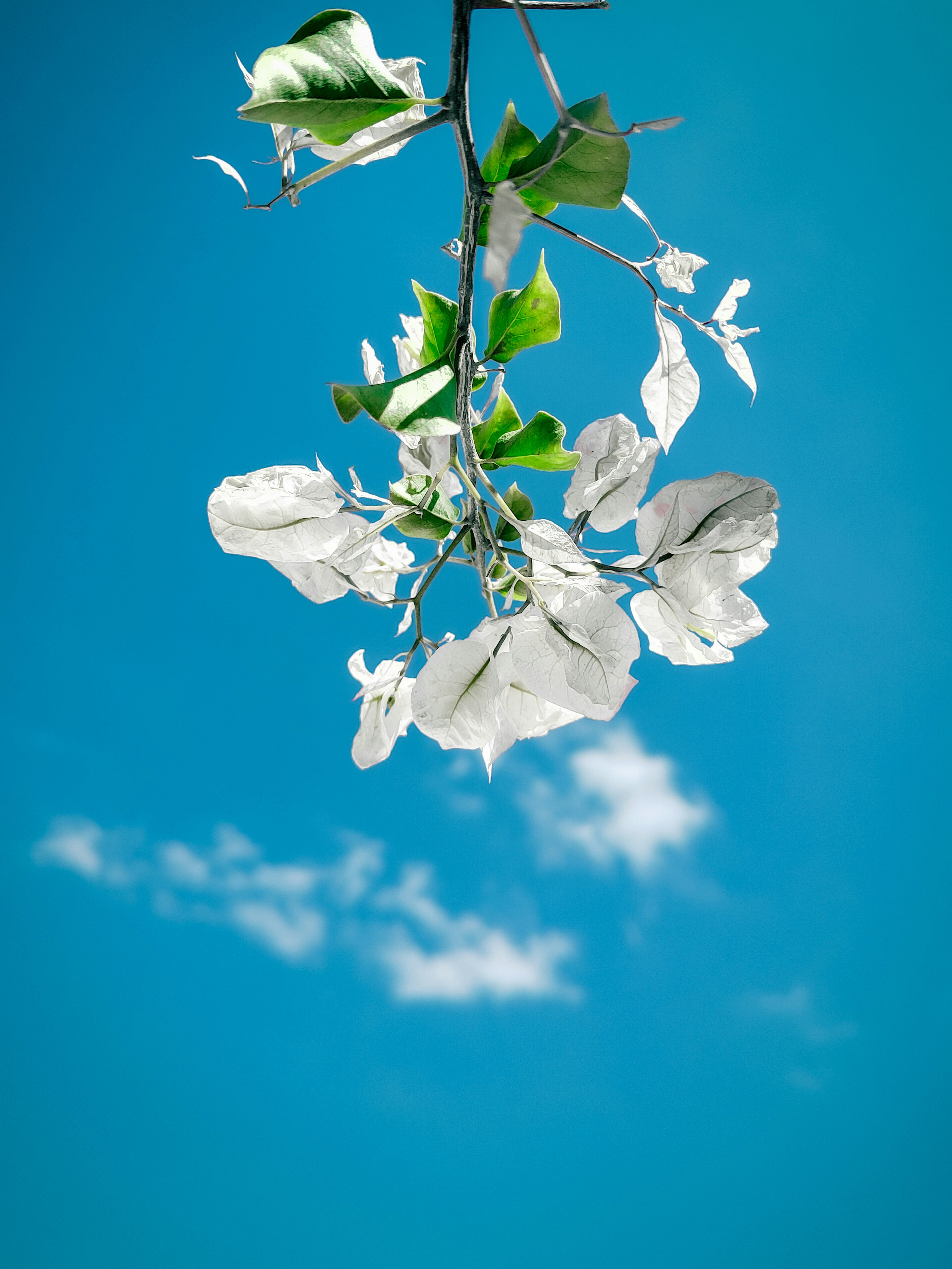 Close-up of a hanging vine with green and bleached leaves against a clear blue sky, emphasizing texture and color contrast.