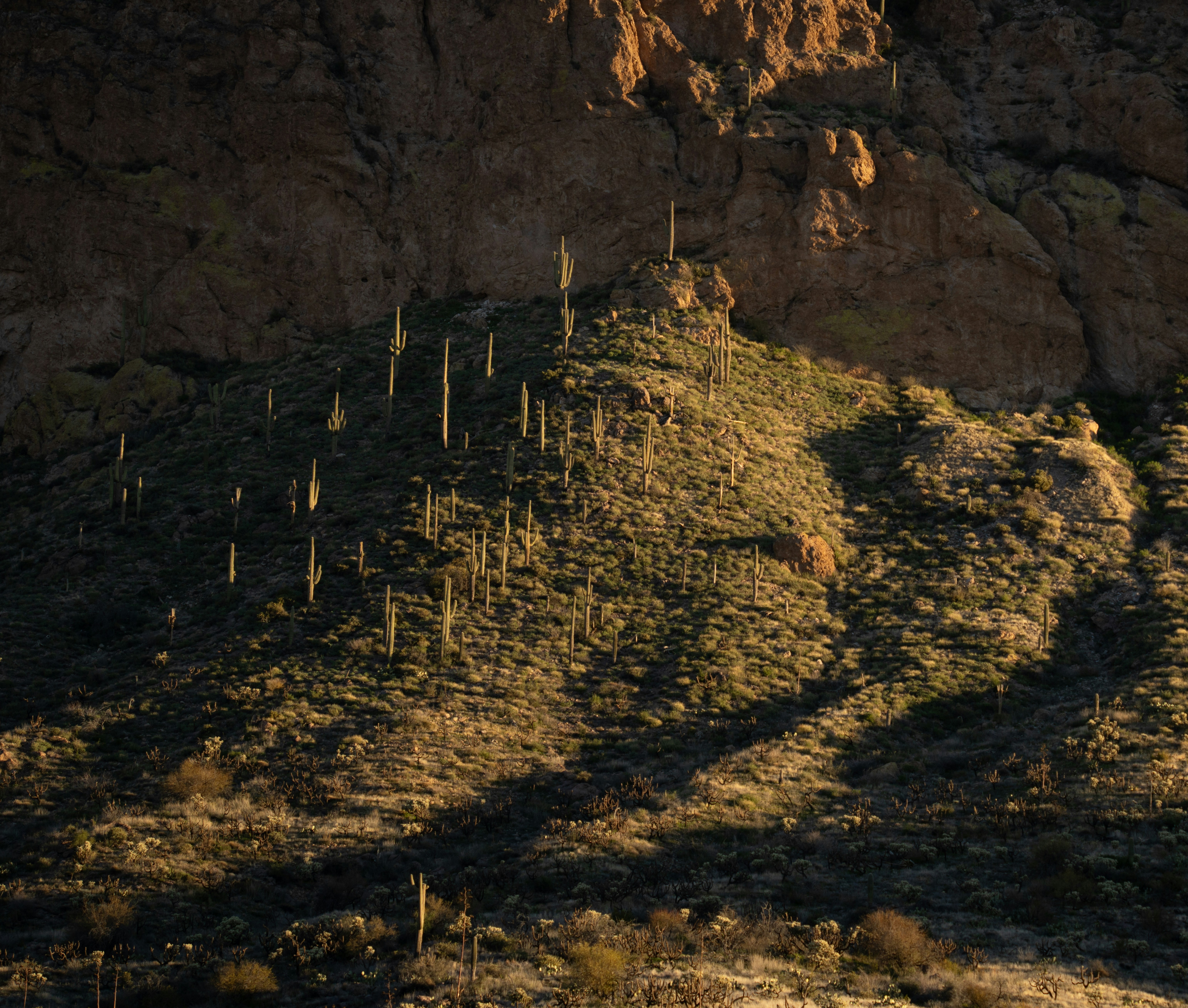 Desert Slope in Dappled Light